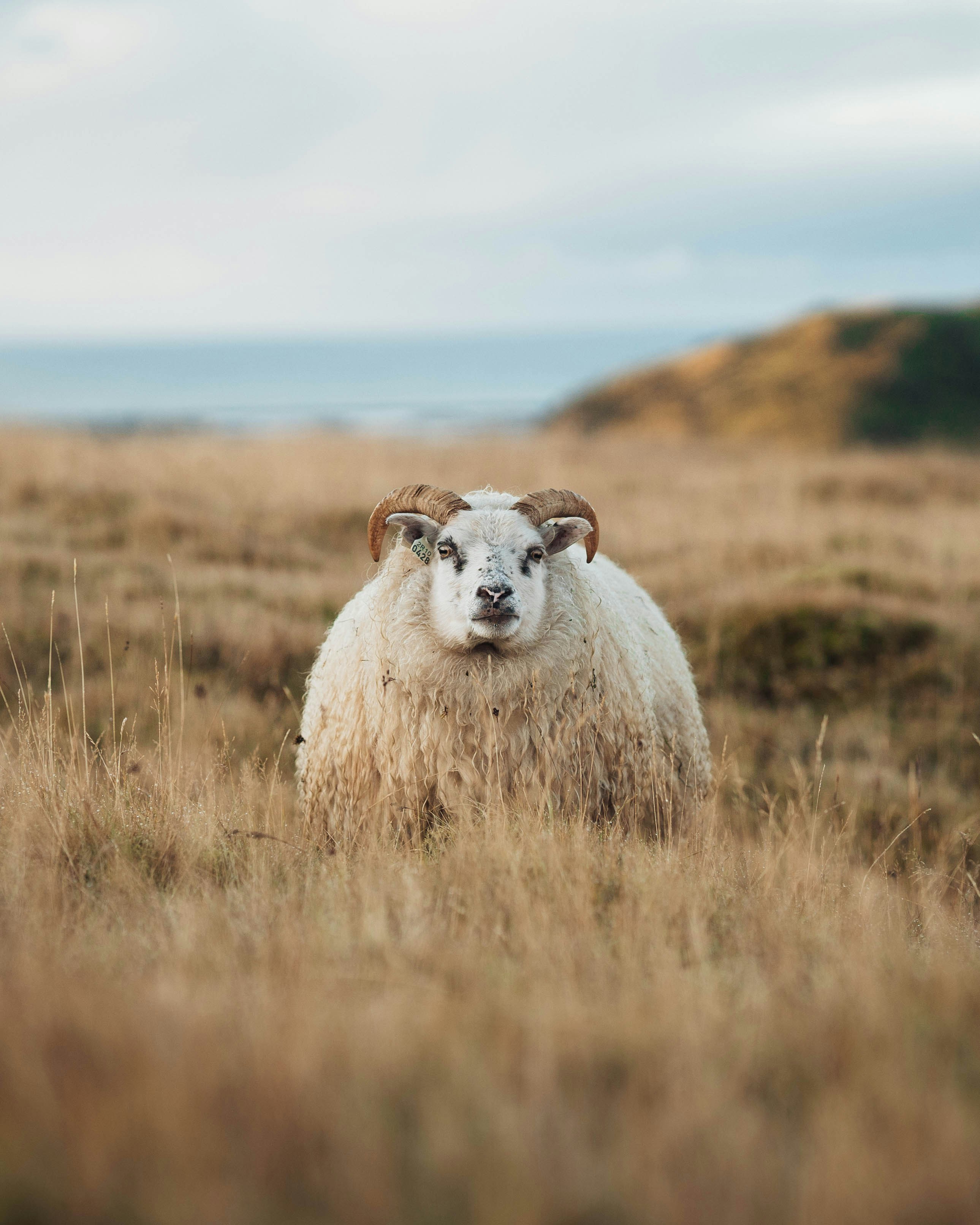 Un carnero en un campo foto – Imagen de Islandia gratuita en Unsplash