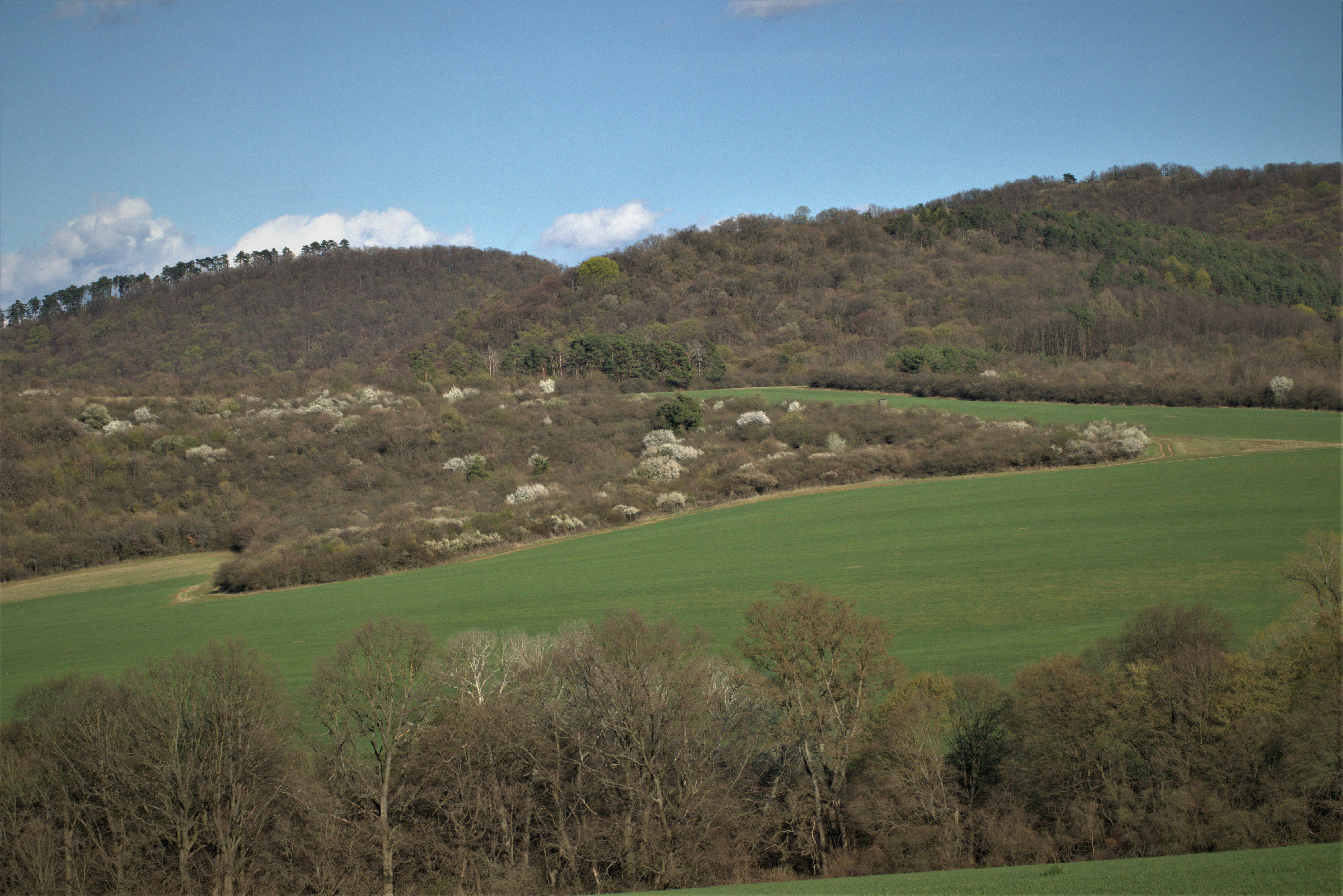 A grassy hill with trees and a hill in the background photo – Free ...
