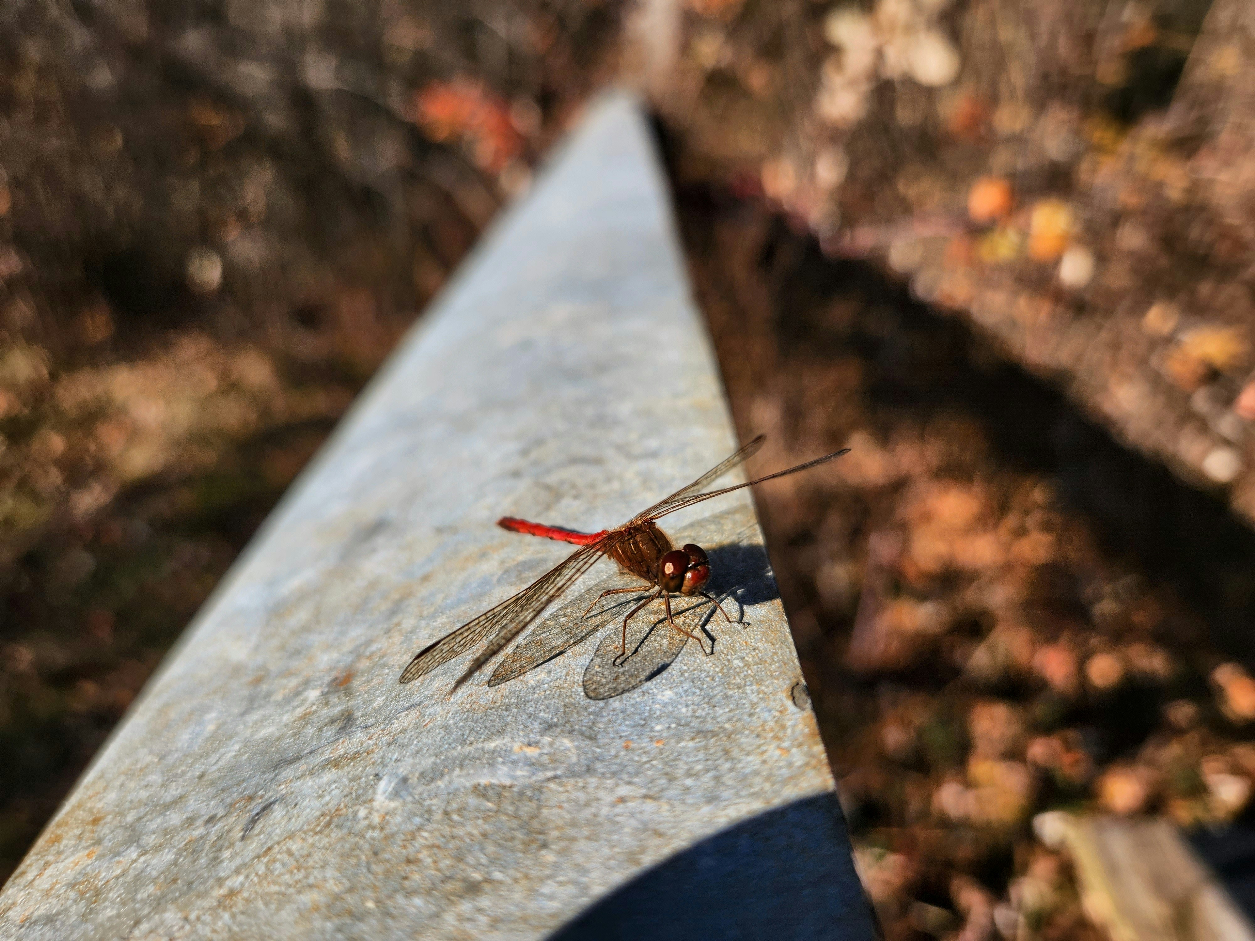 A red-tailed dragonfly rests on a weathered metal railing along a forest path, with warm autumn foliage softly blurred in the background.