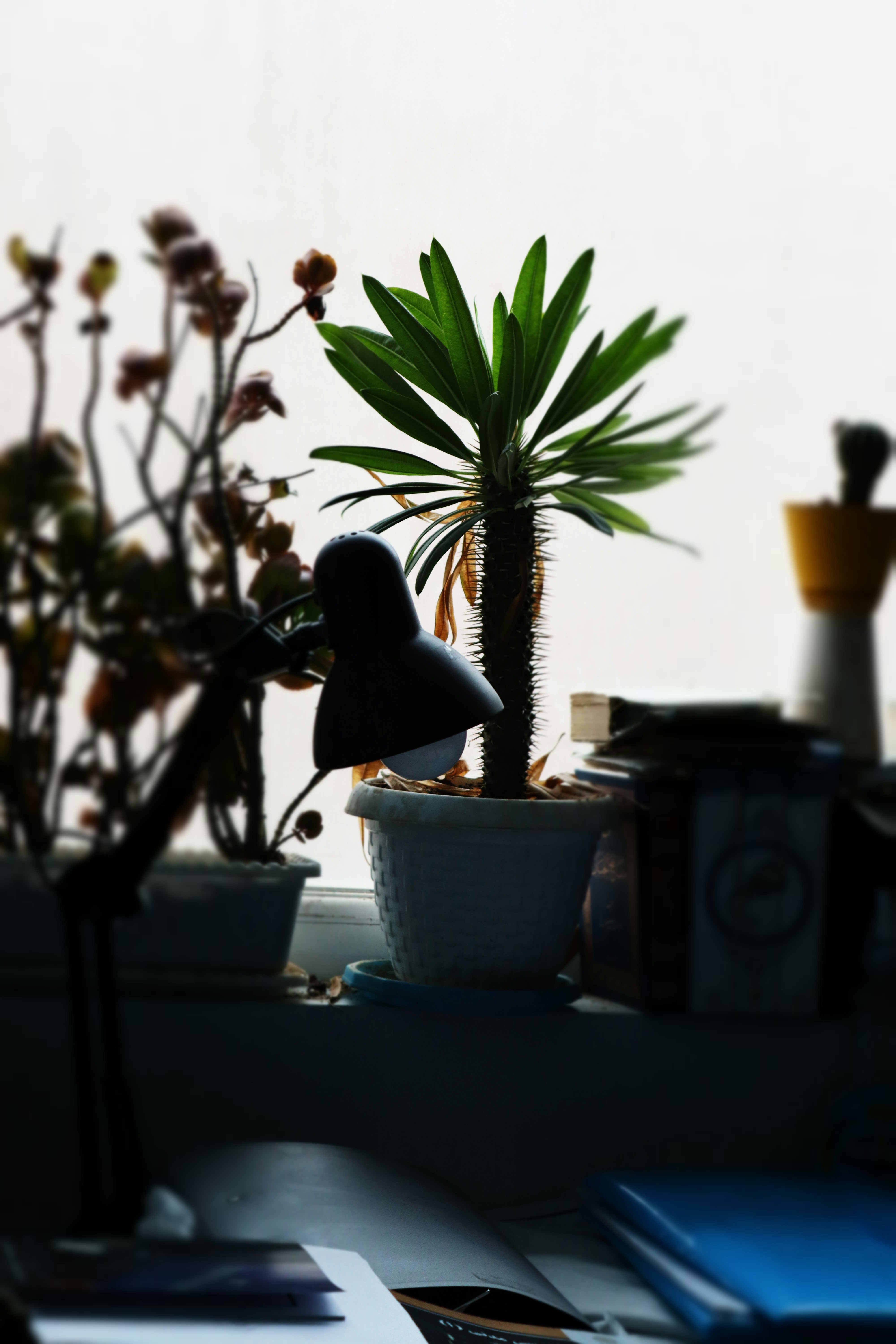 A silhouette of a vibrant plant against a softly lit window, surrounded by various potted plants and a desk lamp. The scene evokes a tranquil workspace atmosphere.