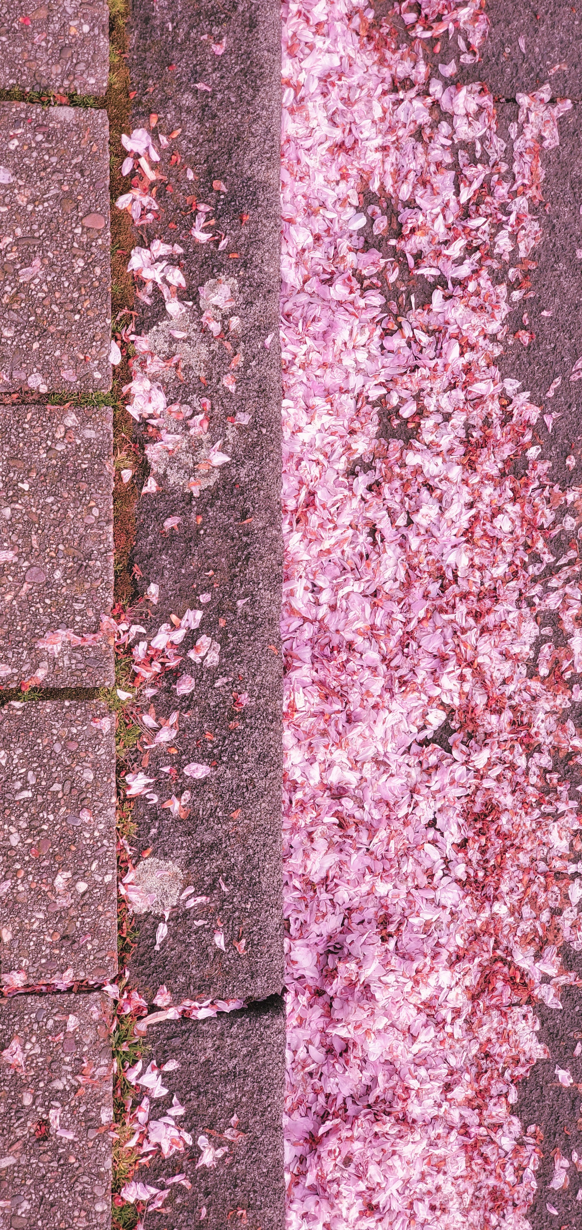 Delicate cherry blossom petals scattered across a stone pathway, creating a soft pink carpet. The contrast between the textured stones and the vibrant petals enhances the seasonal beauty.