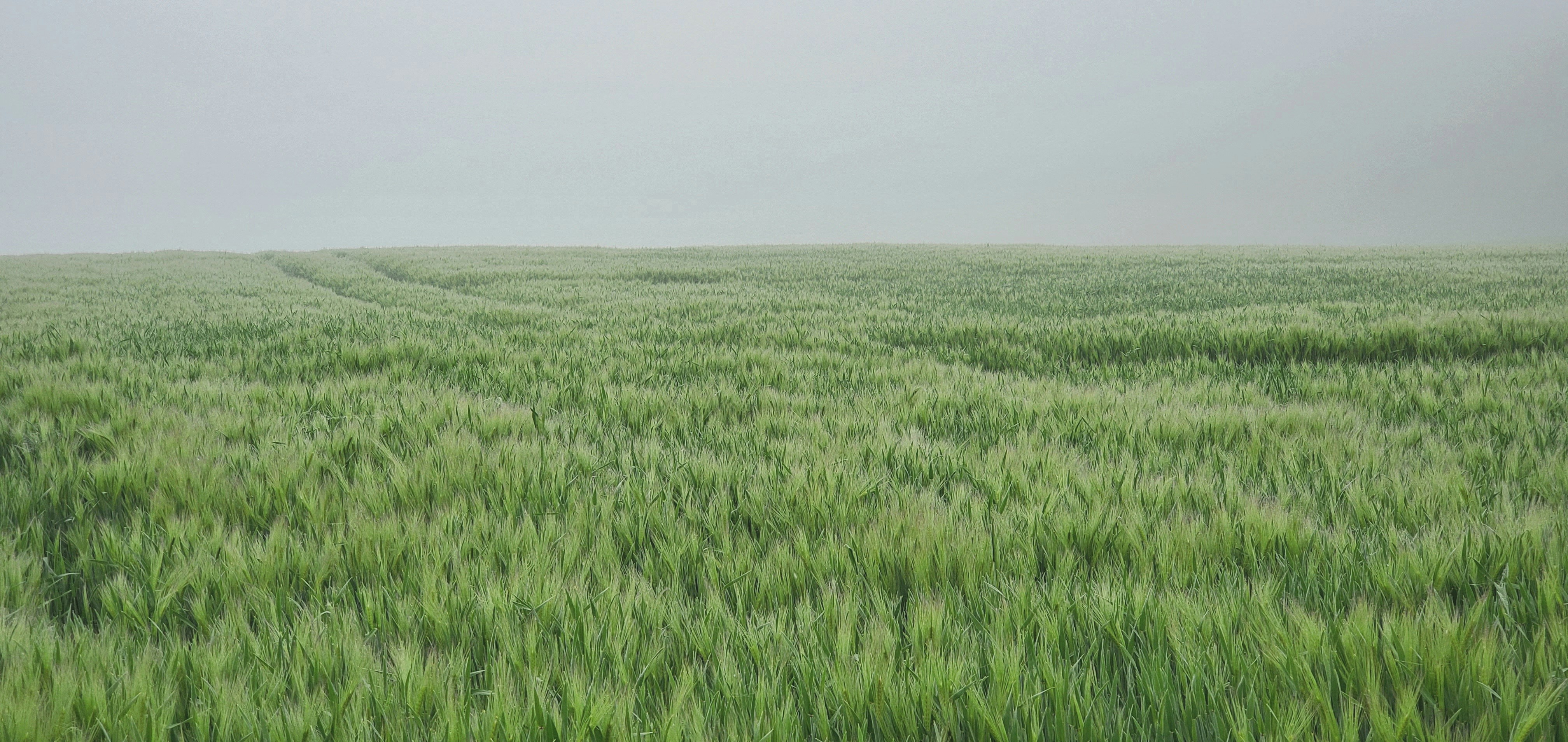 Lush green field stretching into the distance under a soft, misty sky. The scene evokes a sense of tranquility and vastness.