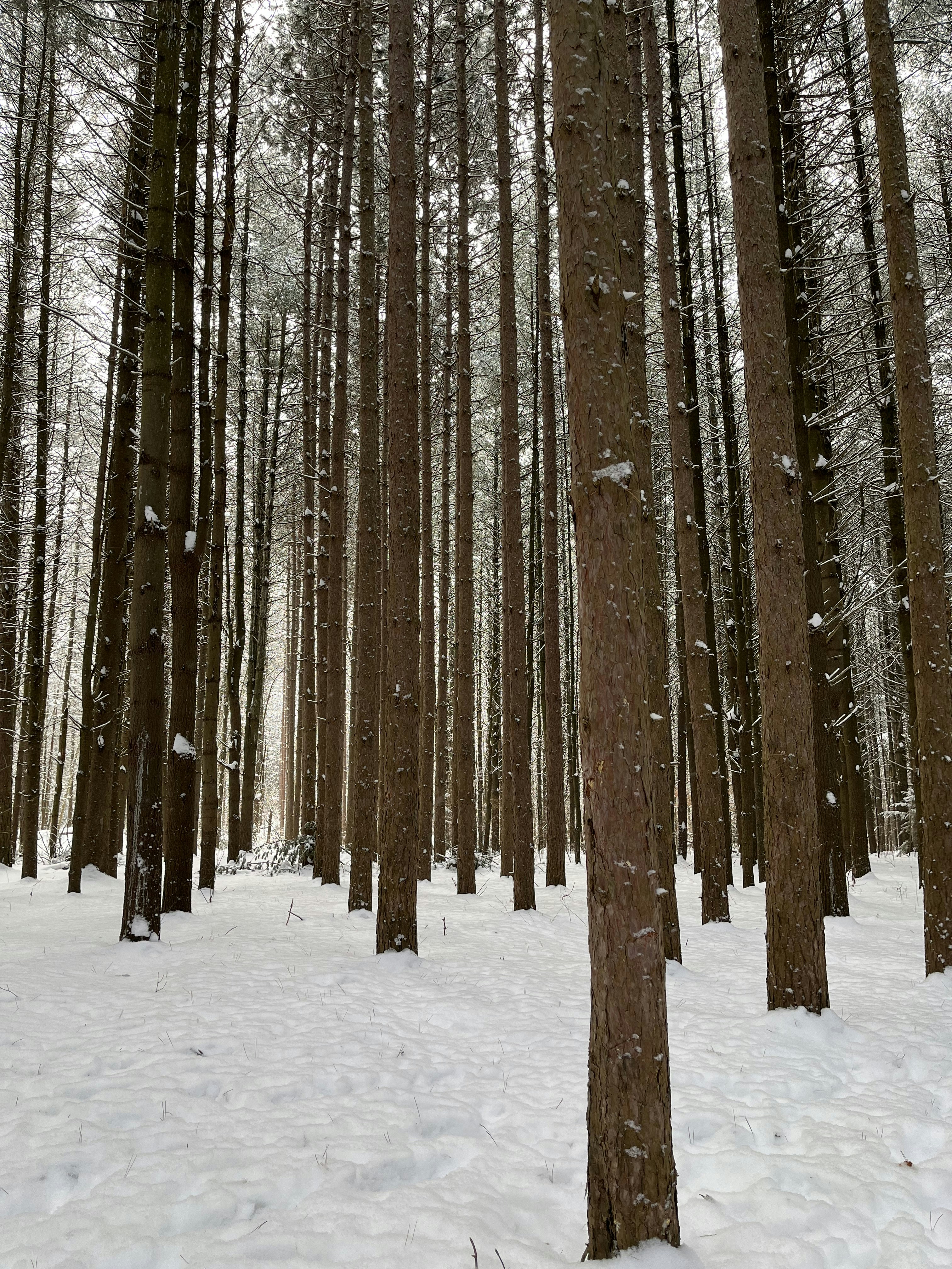 A group of trees in a snowy area photo – Free Planted trees Image on ...