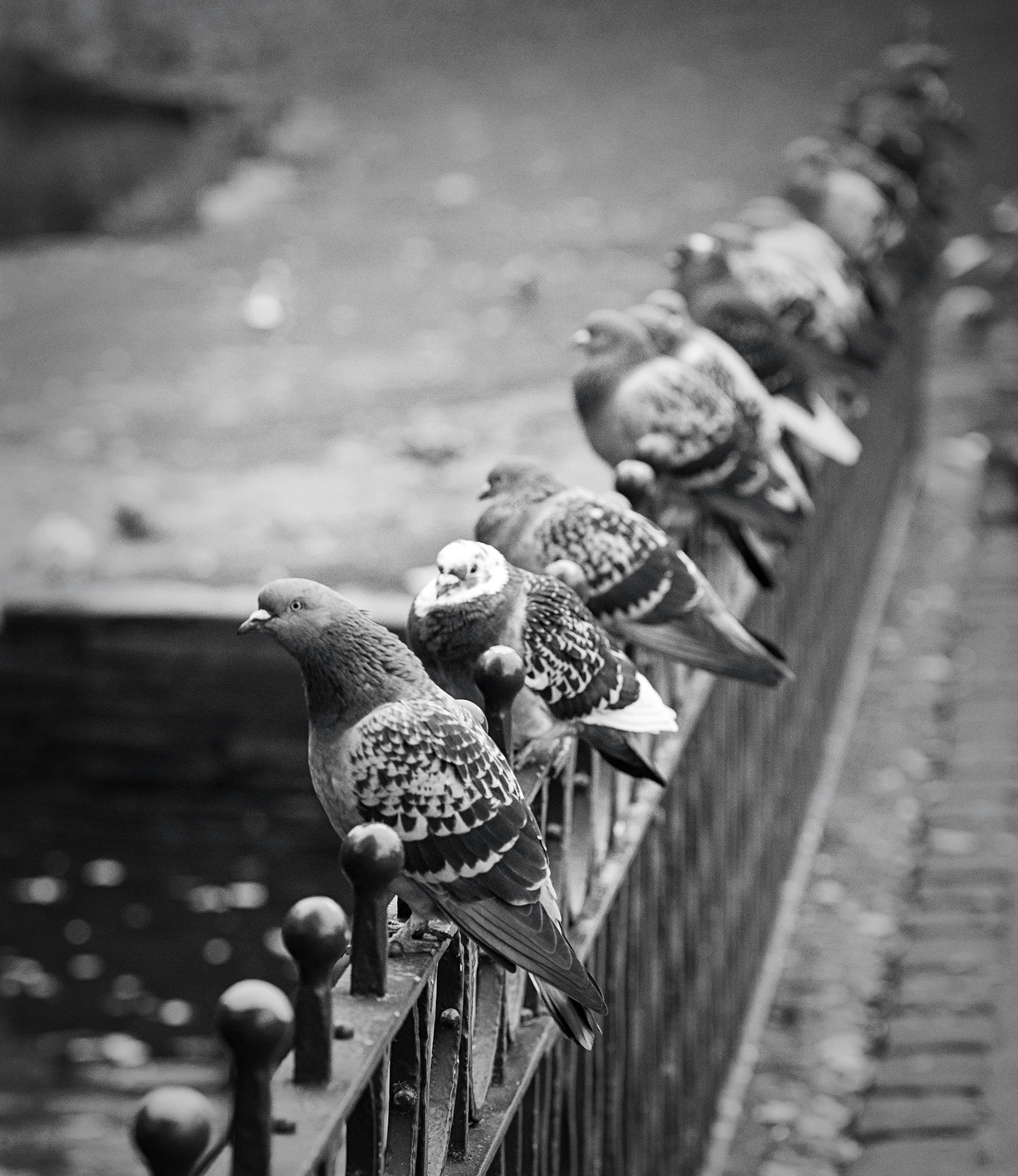 Monochrome Row: Pigeons Perched Along a Weathered Rail
