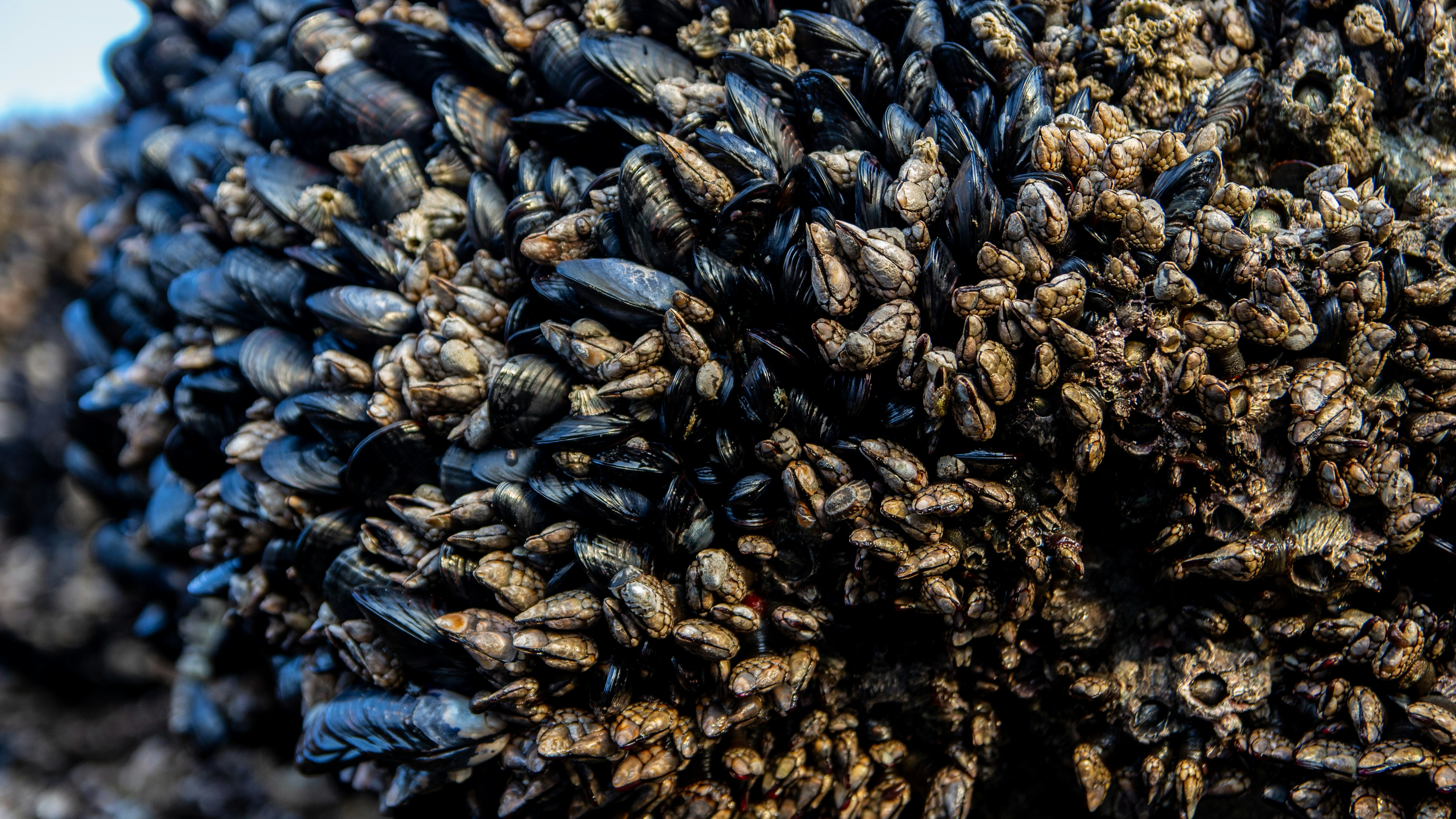 A large group of bees photo – Free Aliens Image on Unsplash
