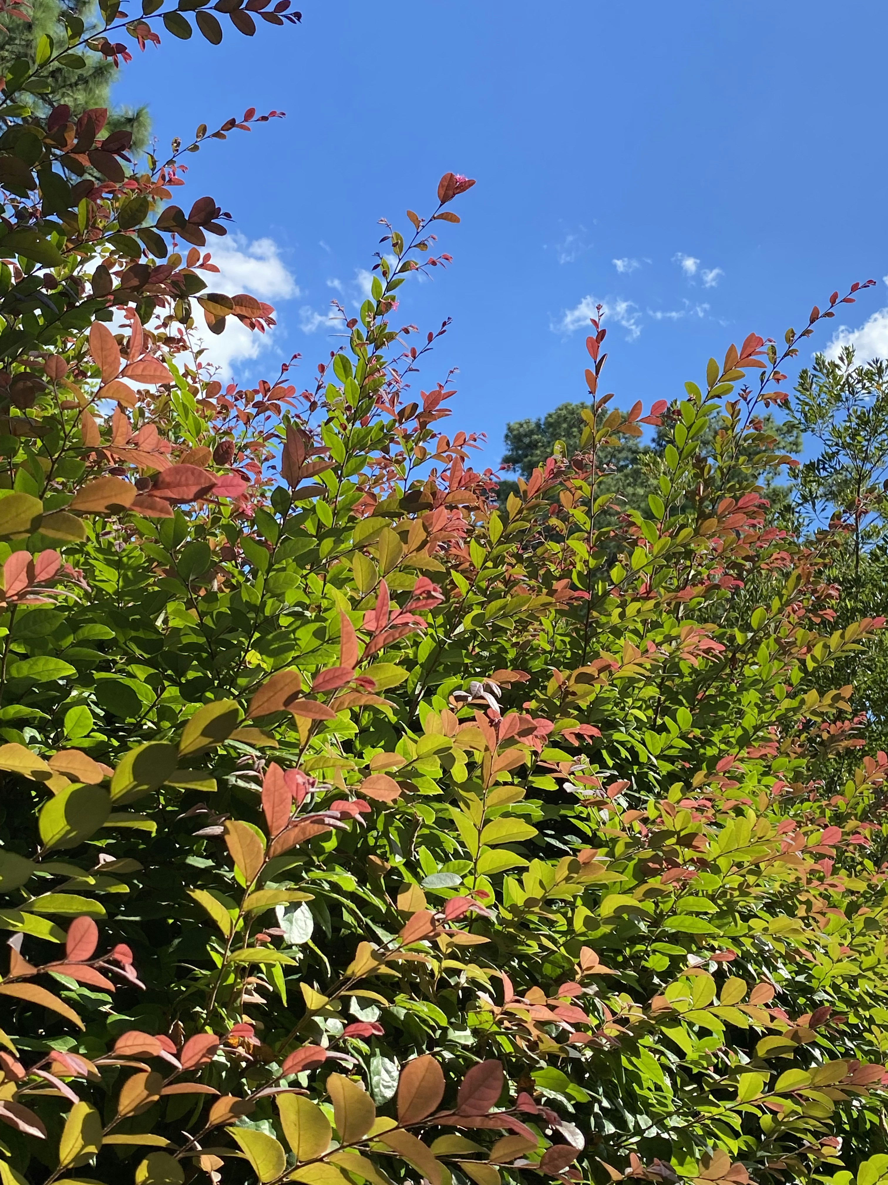 a group of colorful leaves