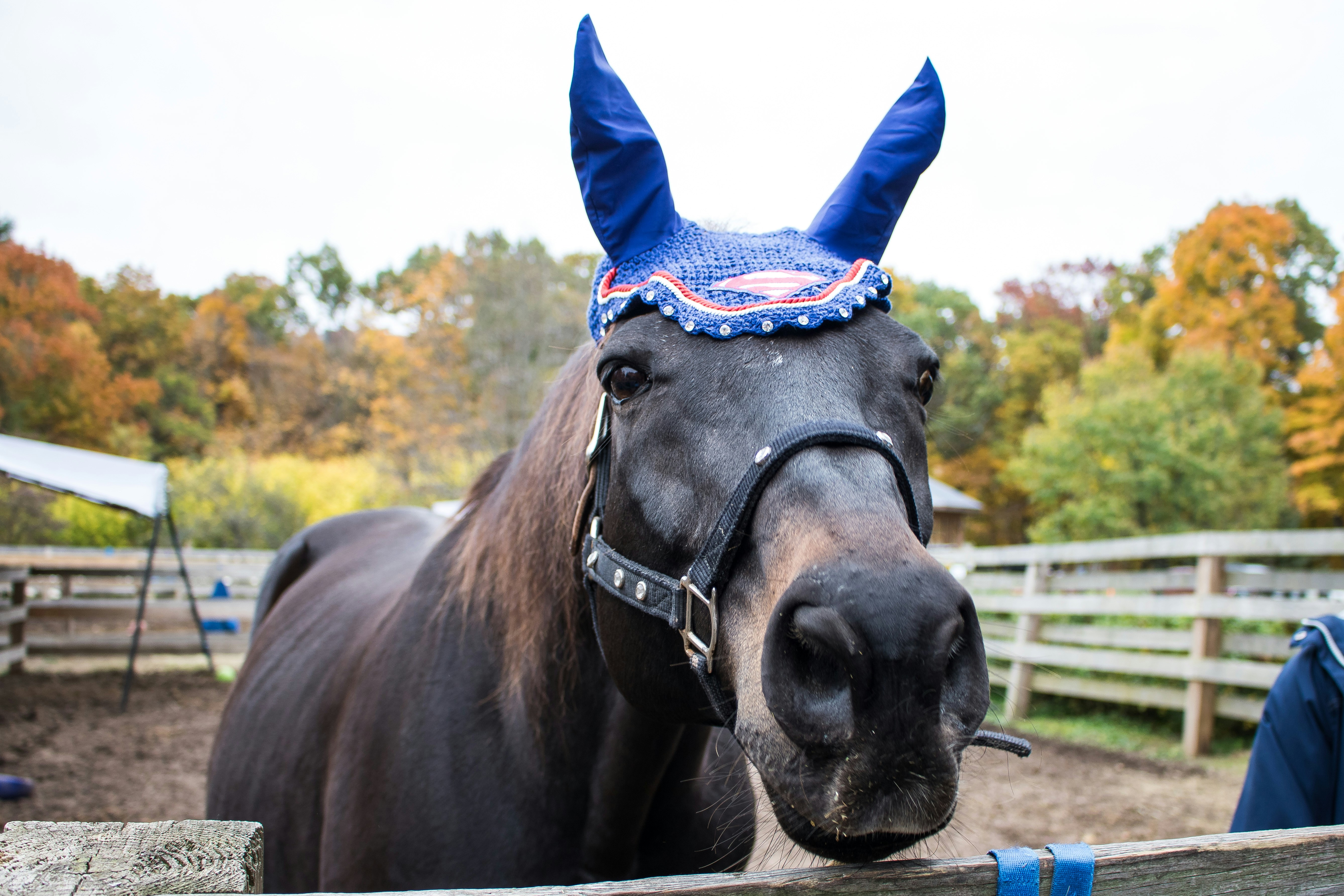 Foto Un caballo con sombrero – Imagen Caballo gratis en Unsplash