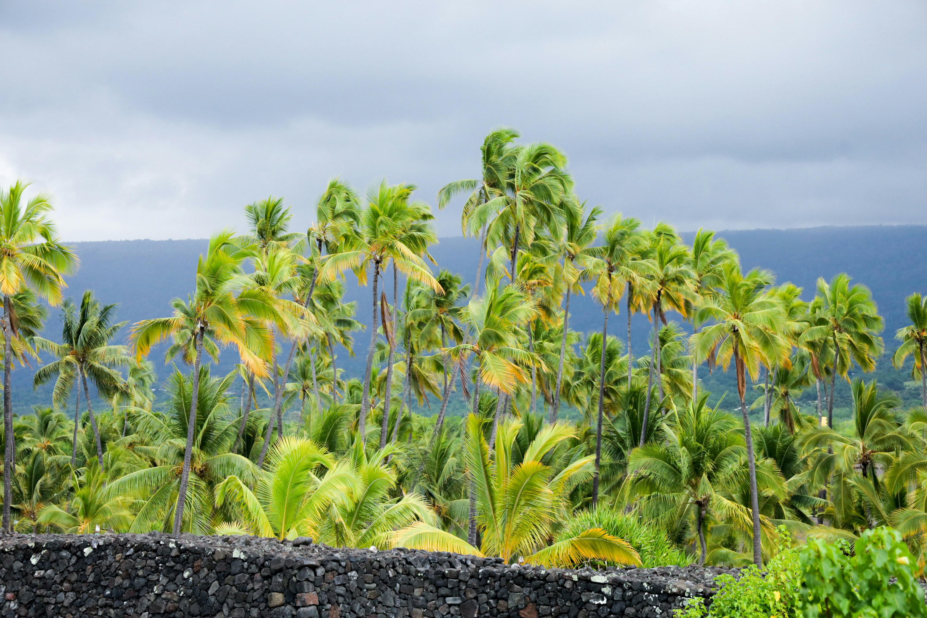 Ryan Hatanaka (@rhatanaka) | Comunidade de fotos da Unsplash