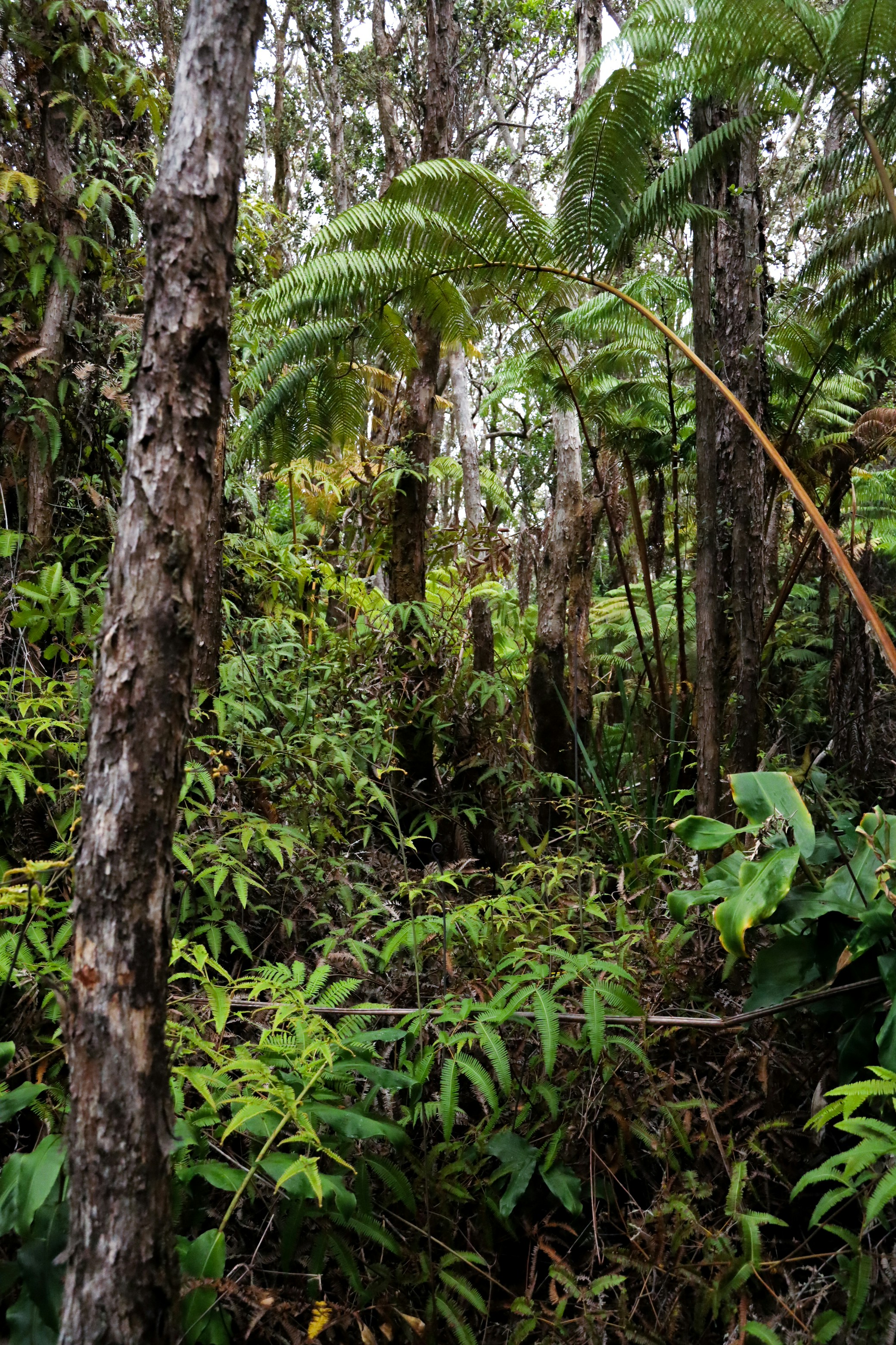 Ryan Hatanaka (@rhatanaka) | Komunitas Foto Unsplash