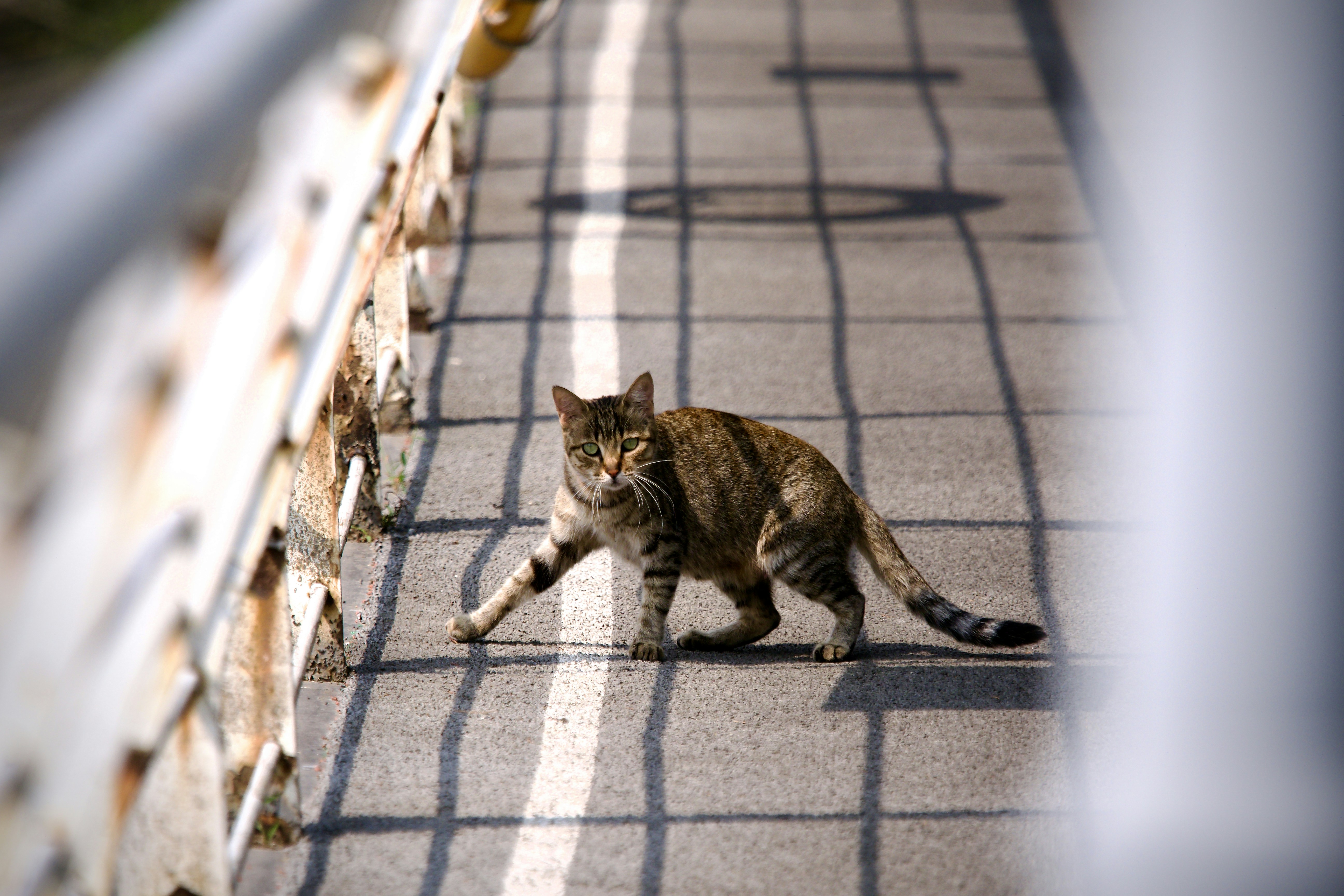A tabby cat confidently strolls along a sunlit pathway, casting shadows on the textured surface. The scene captures a moment of everyday life.