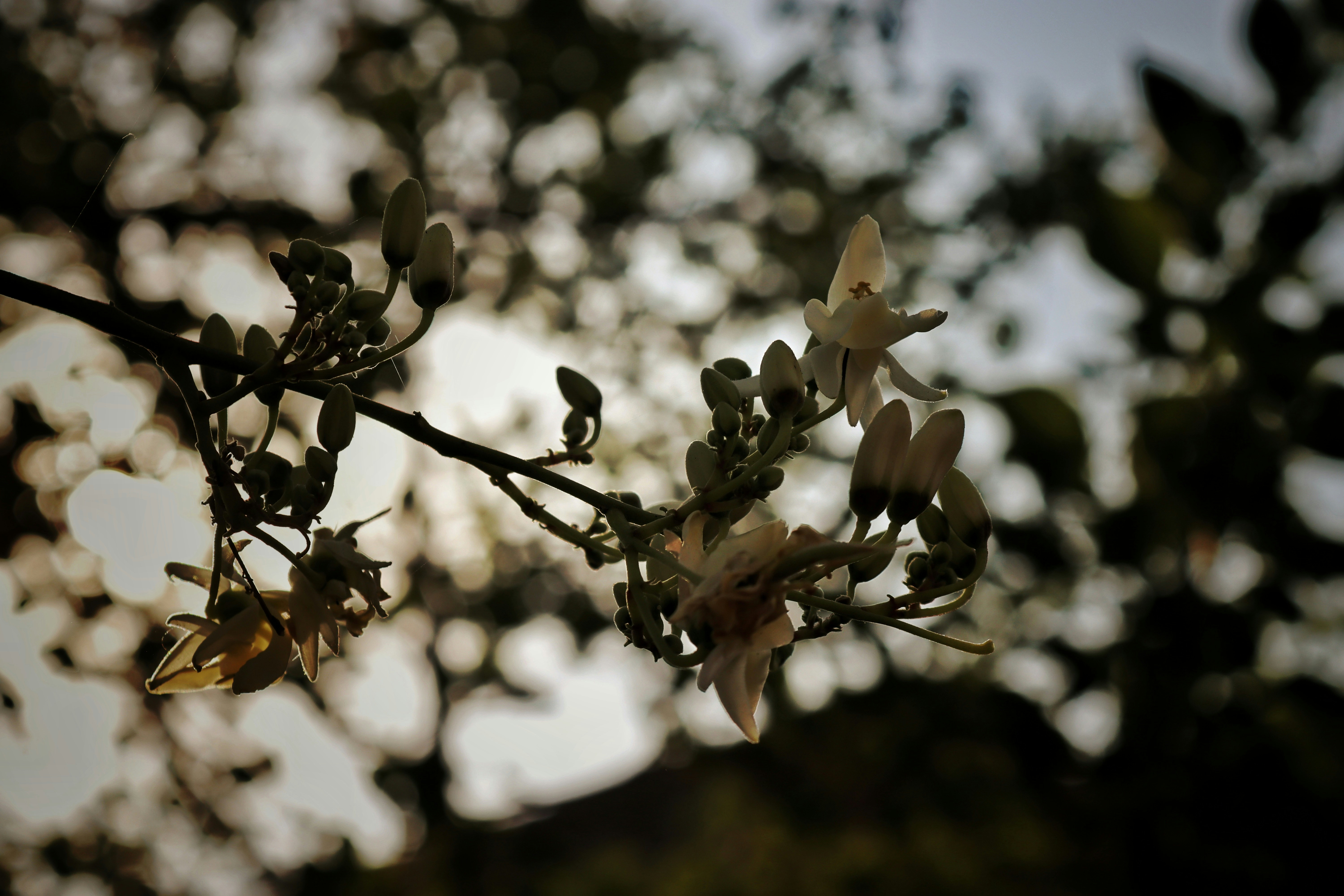 Backlit Petals on a Quiet Branch