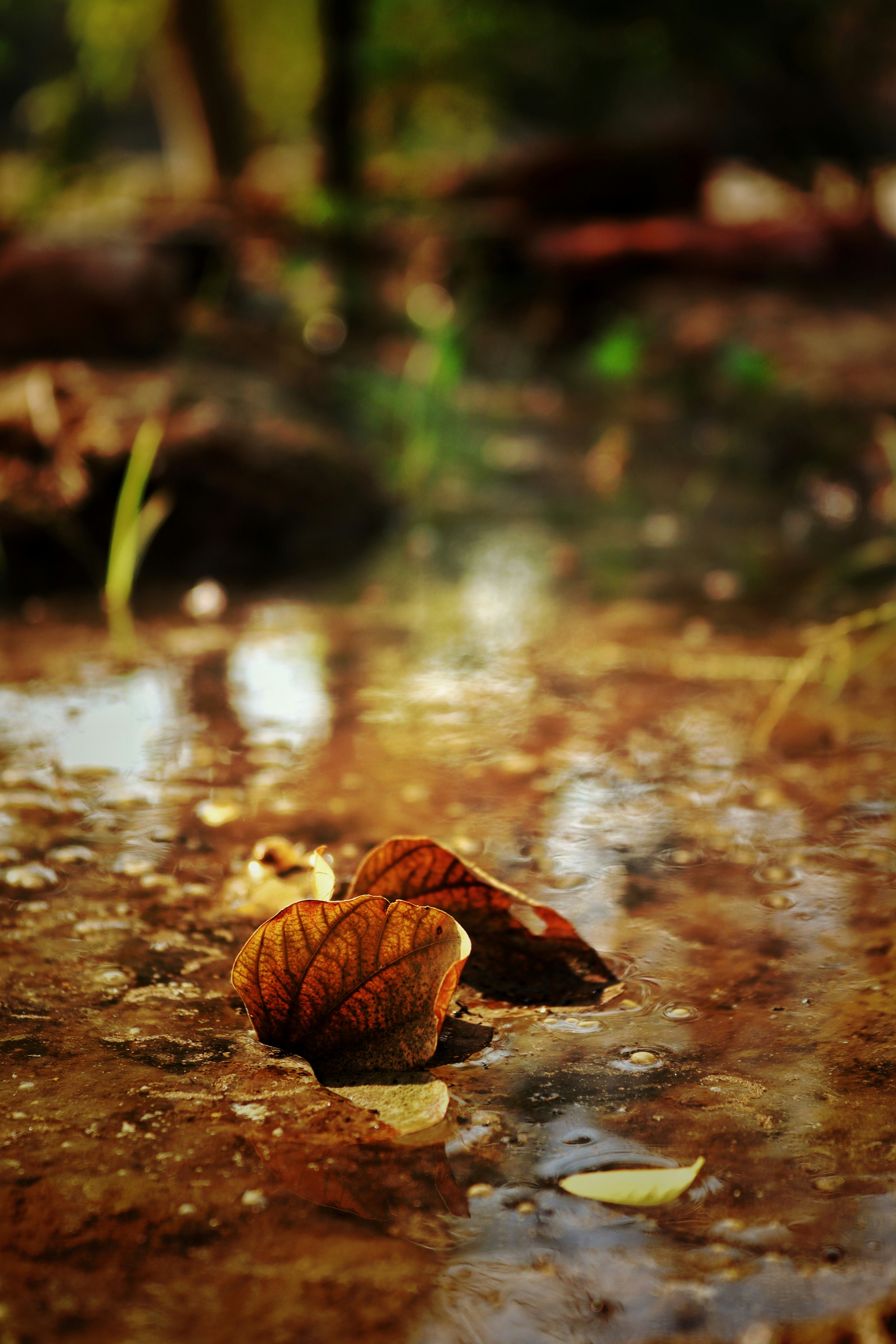 Fallen Autumn Leaf Resting in a Quiet Puddle