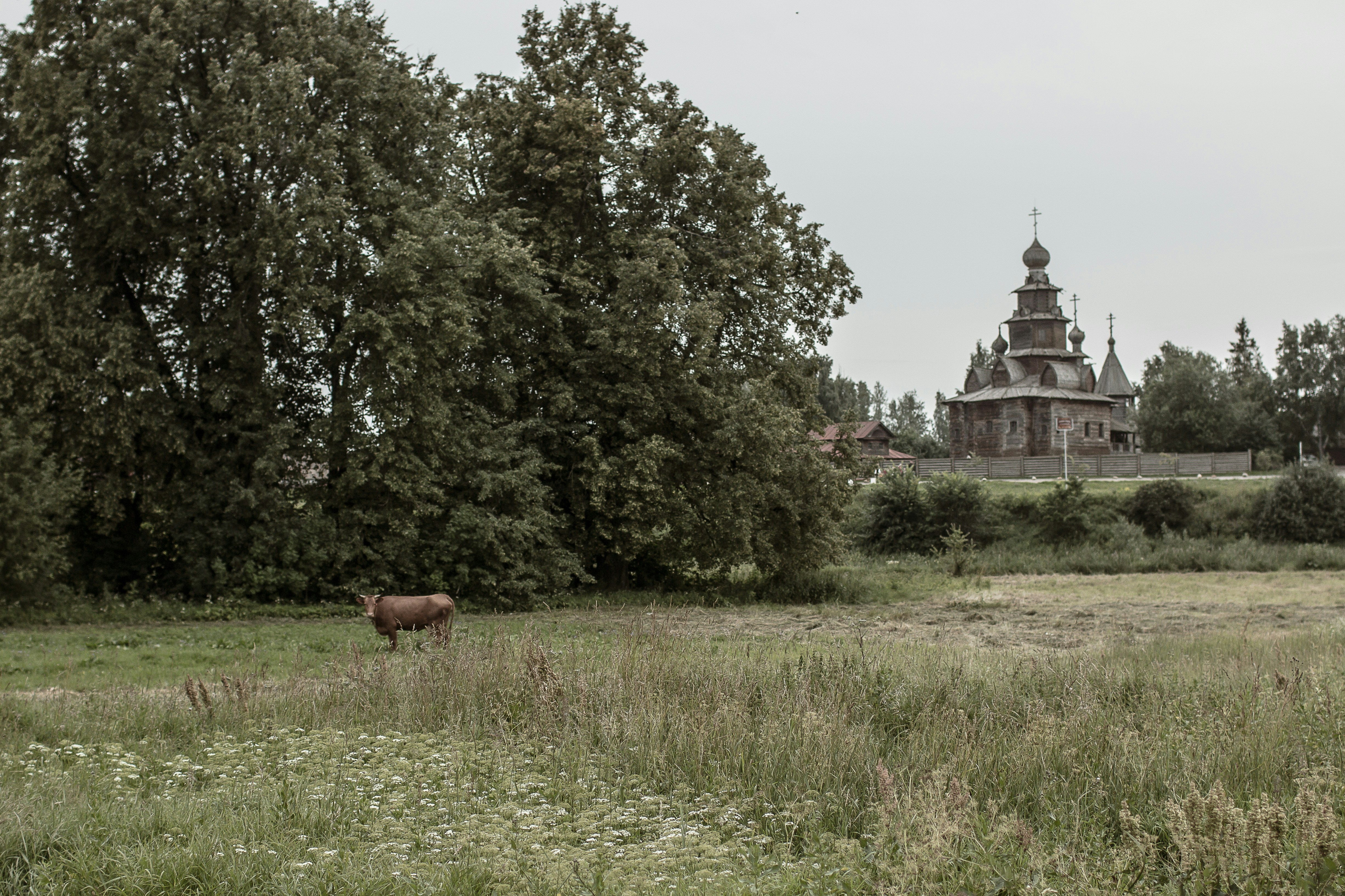 Pastoral Scene: A lonely cow and a distant wooden temple