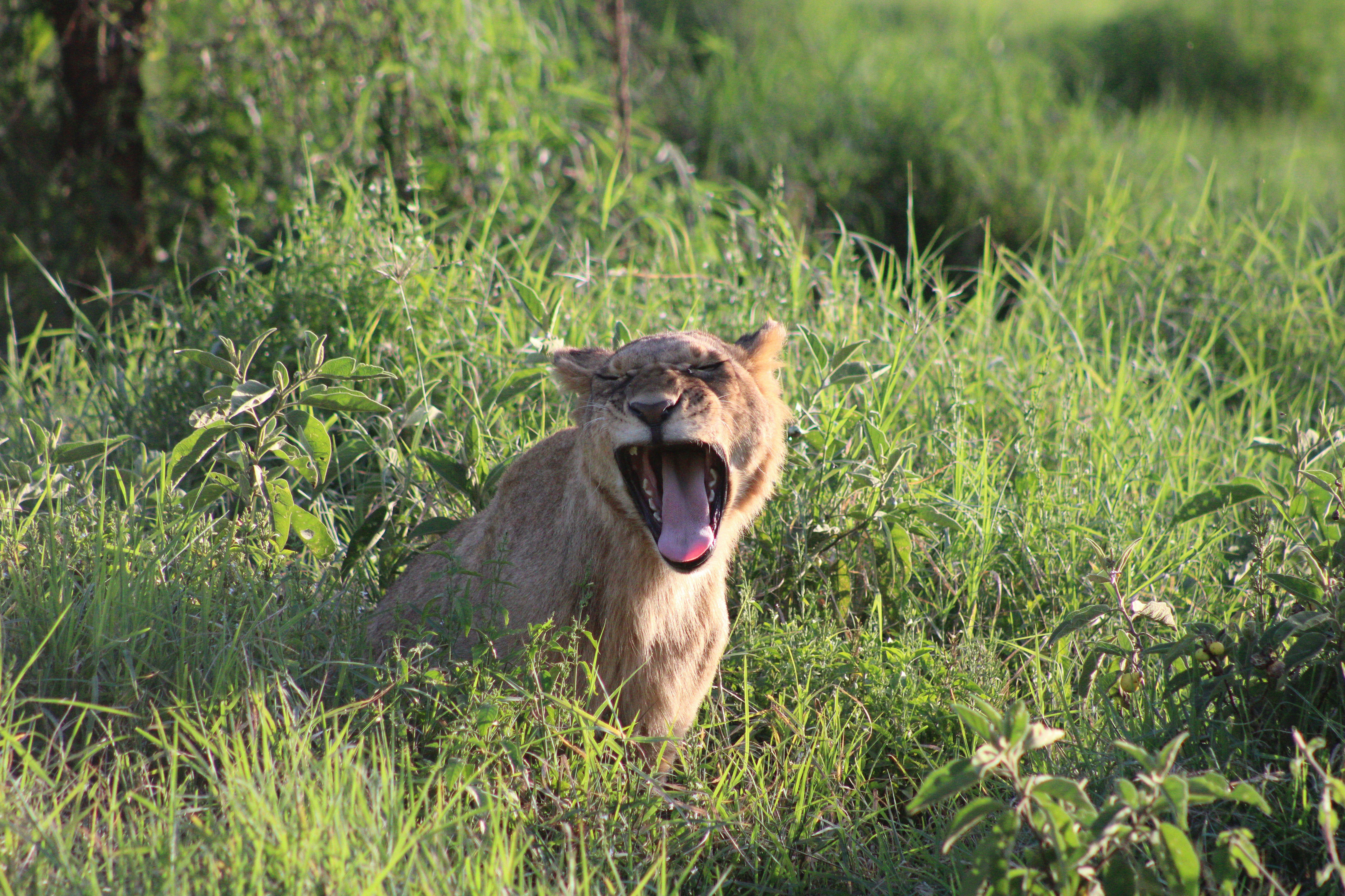 Sunlit Yawn: Lioness Emerges from the Grass