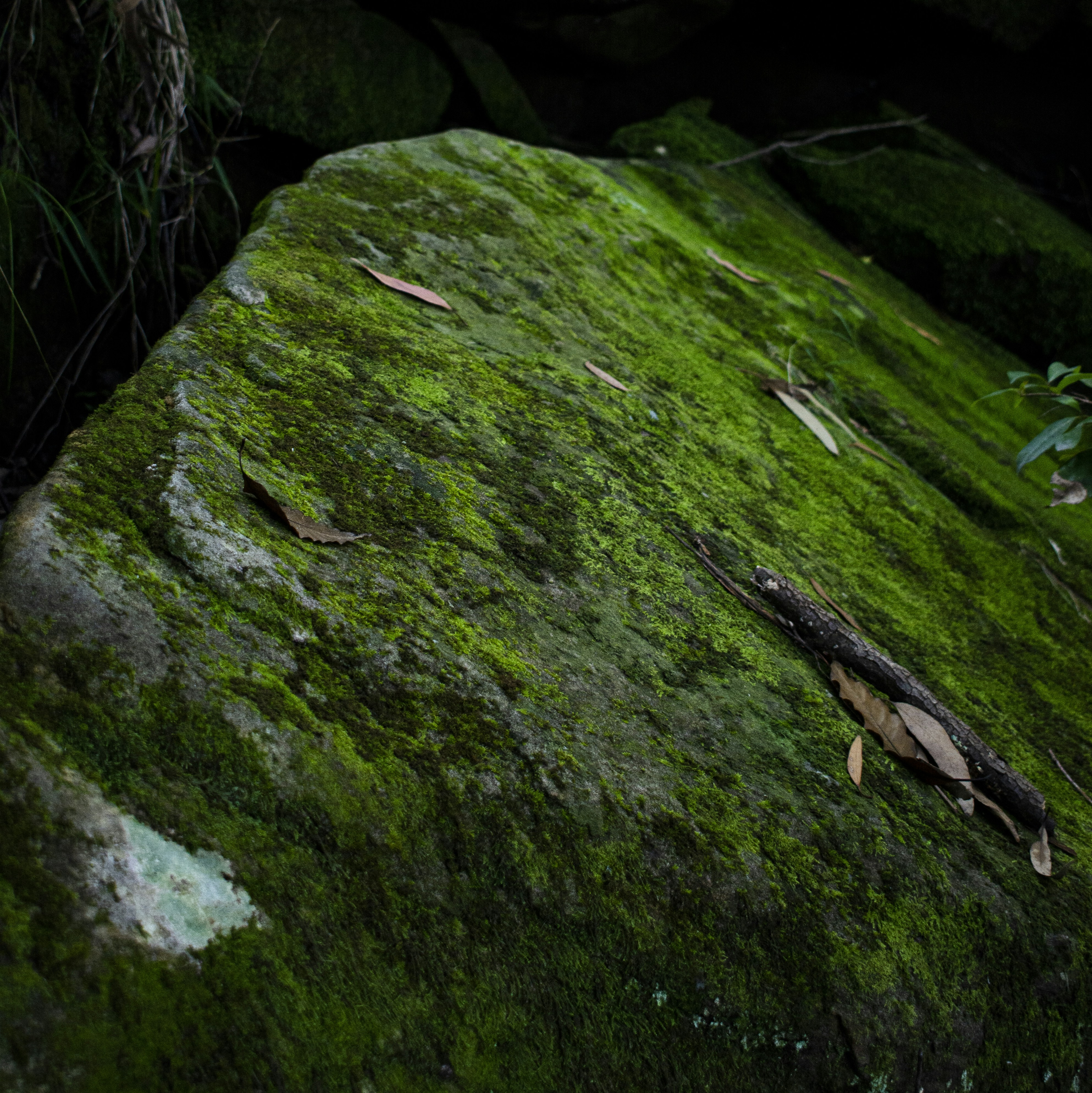 a lizard on a rock