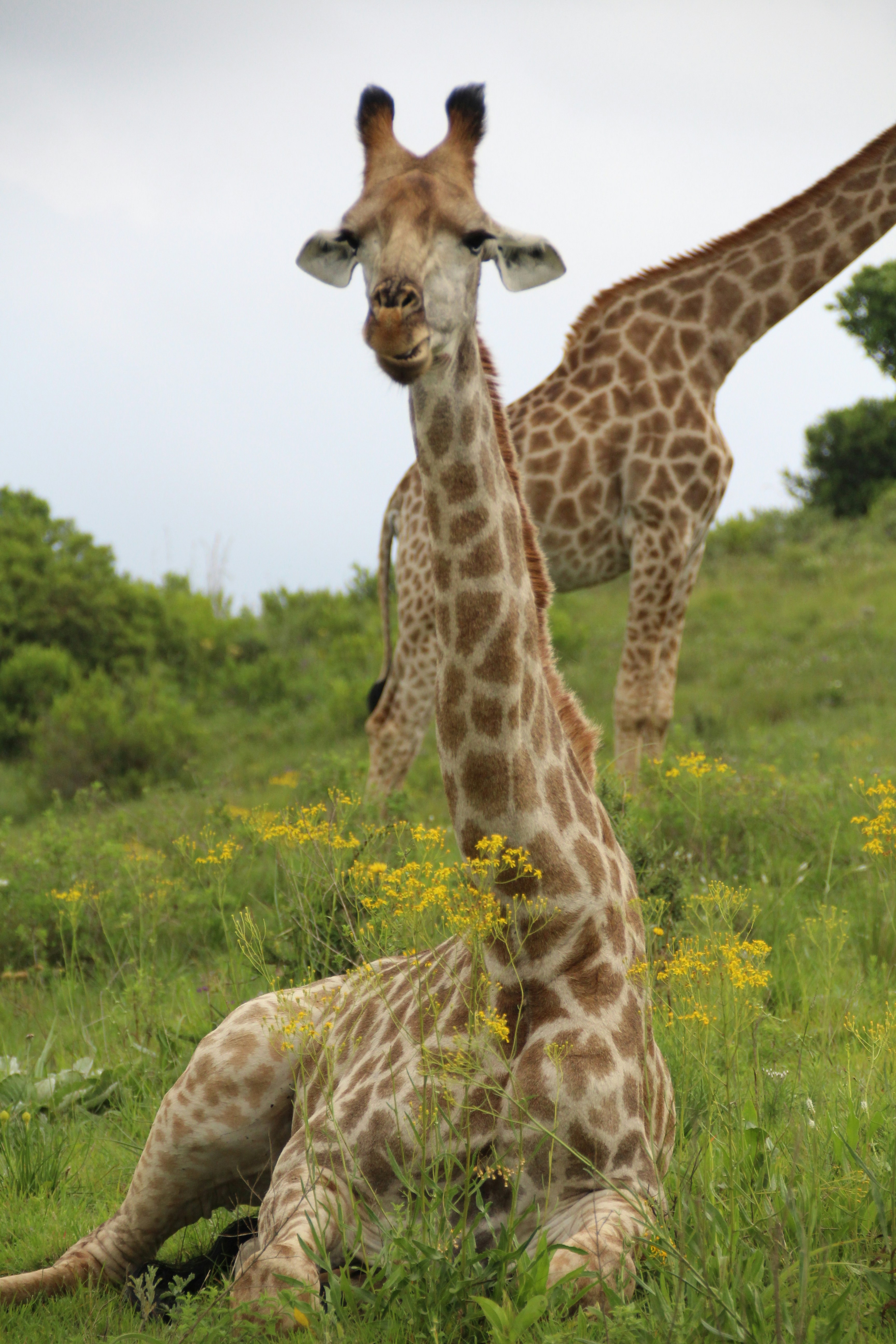Giraffes in Bloom: A Quiet Portrait in a Meadow of Yellow Wildflowers