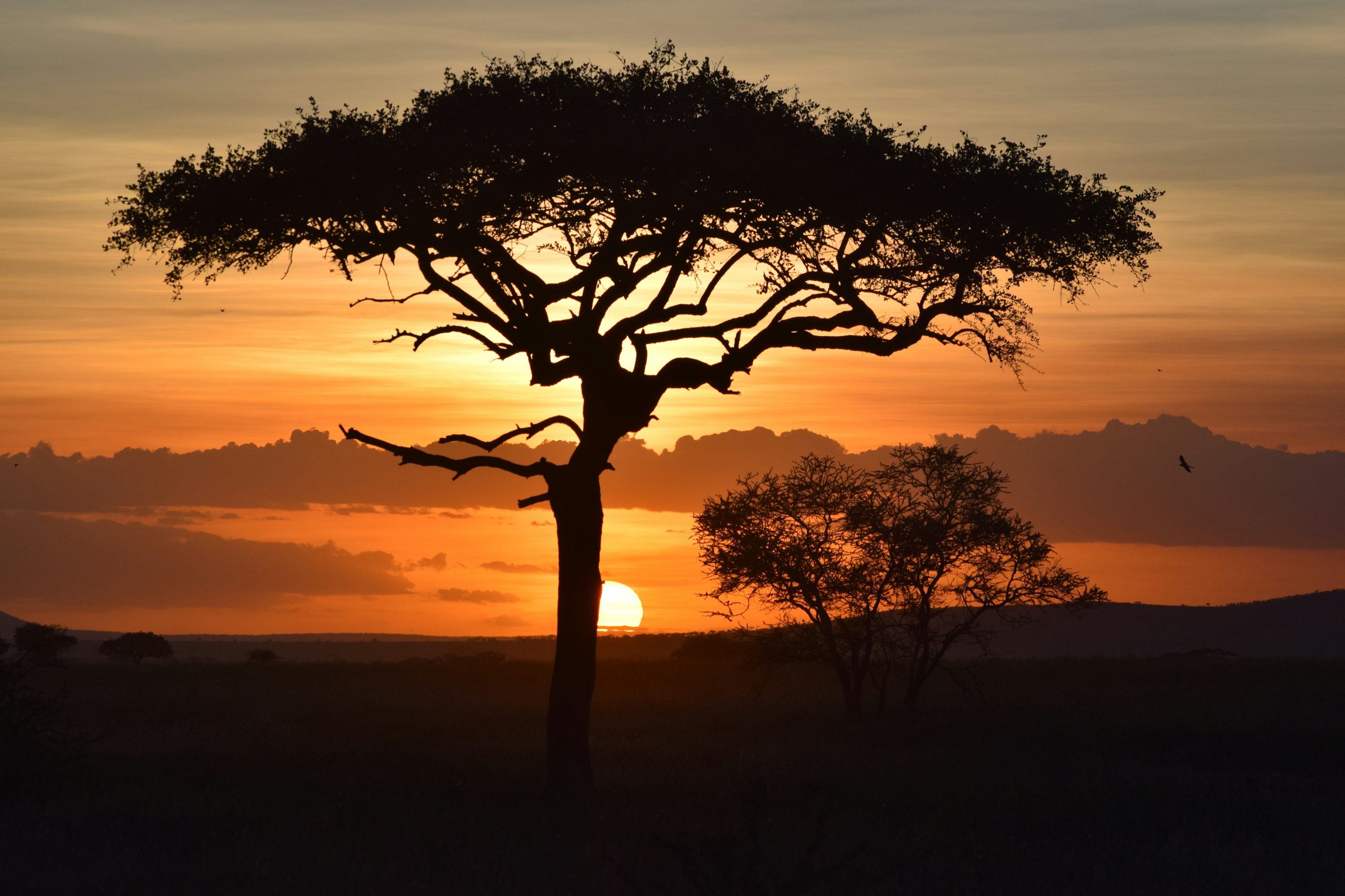 Un coucher de soleil avec des arbres photo – Image gratuite de Dehors ... Un coucher de soleil avec des arbres photo – Image gratuite de Dehors ...