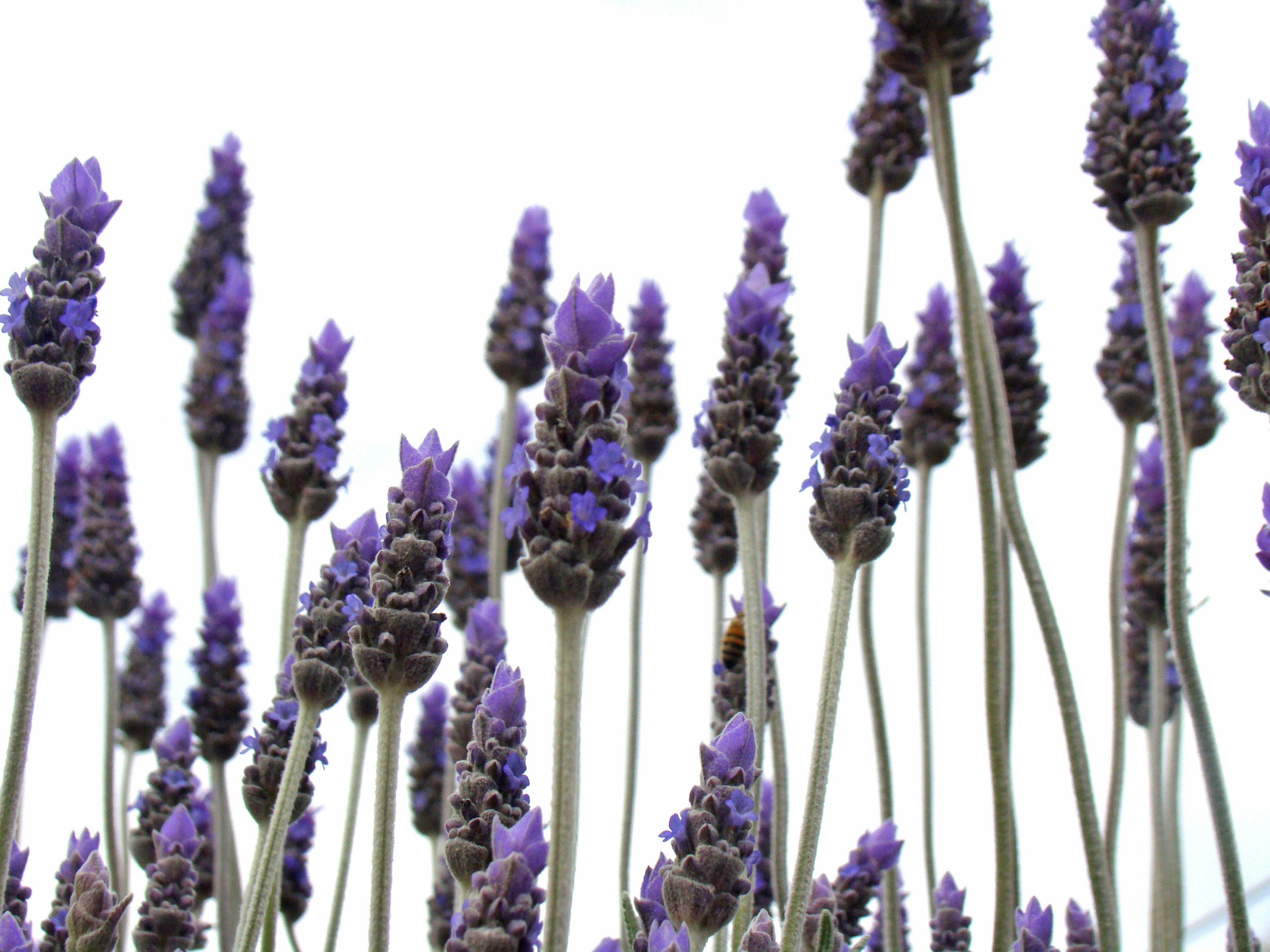 Lavender Spires on a White Stage: A Quiet Macro Portrait
