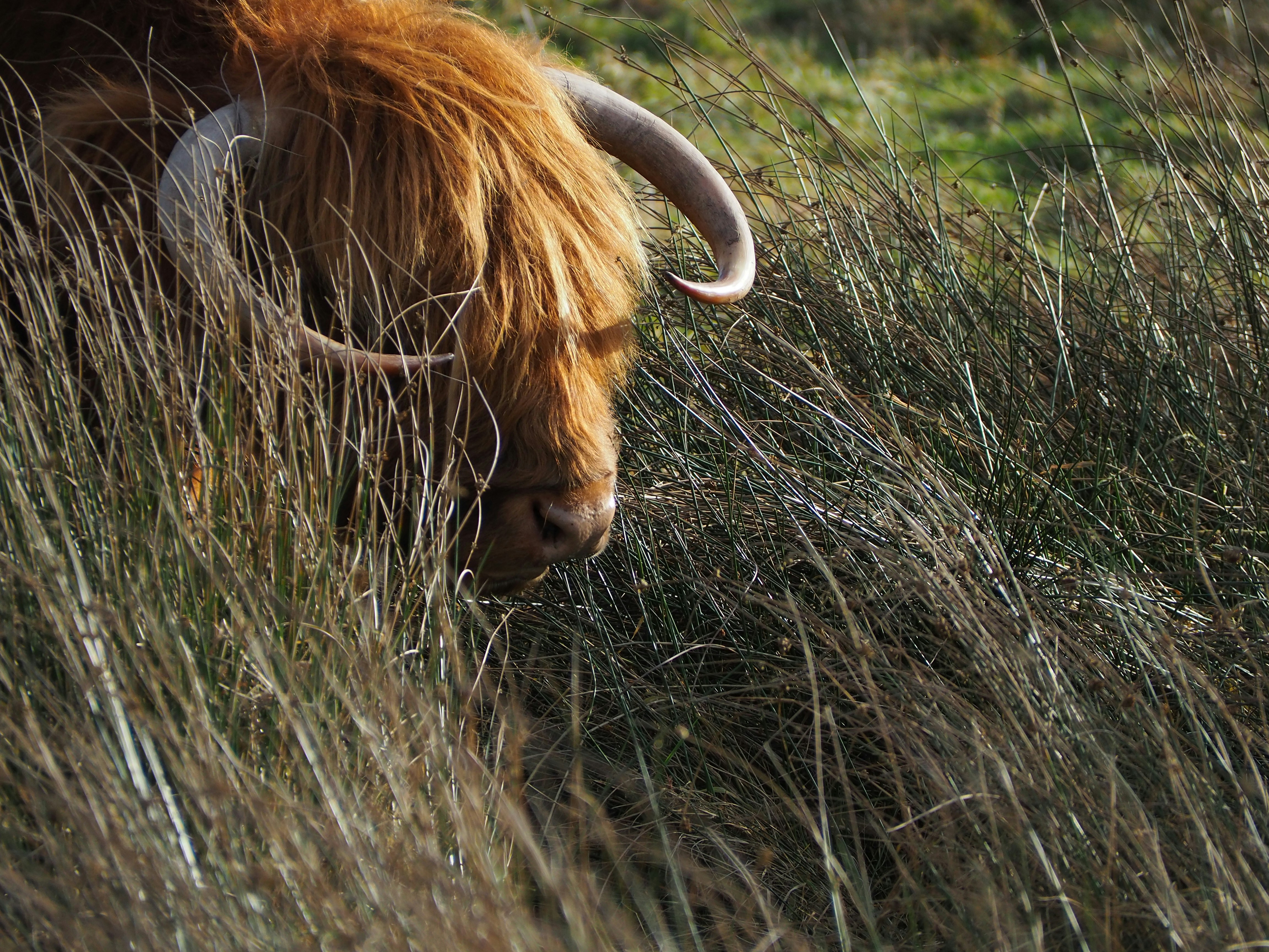 Whispers in the Tussock: a Highland cow peering through wind-blown grass
