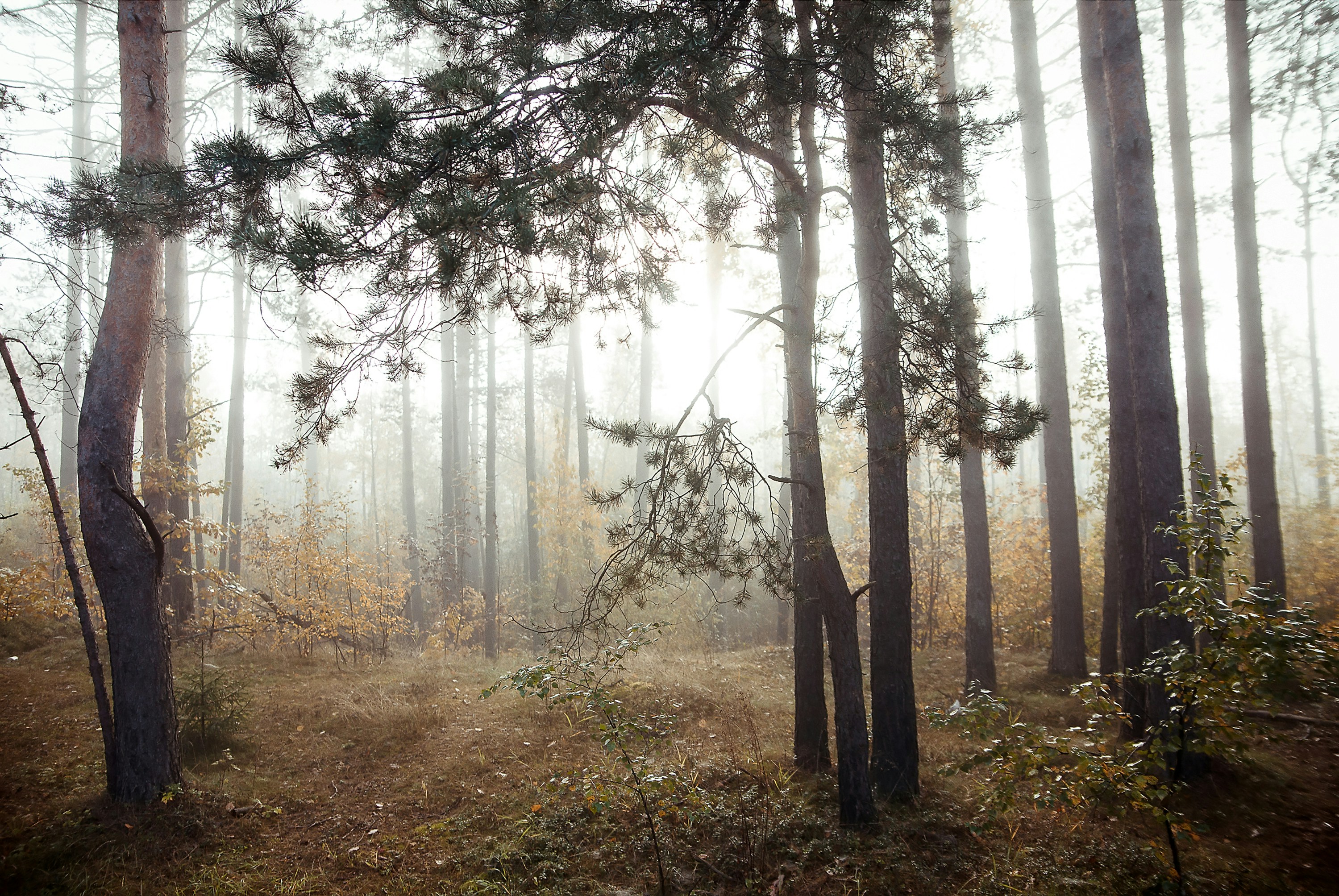 A foggy forest with trees photo – Free Vegetation Image on Unsplash