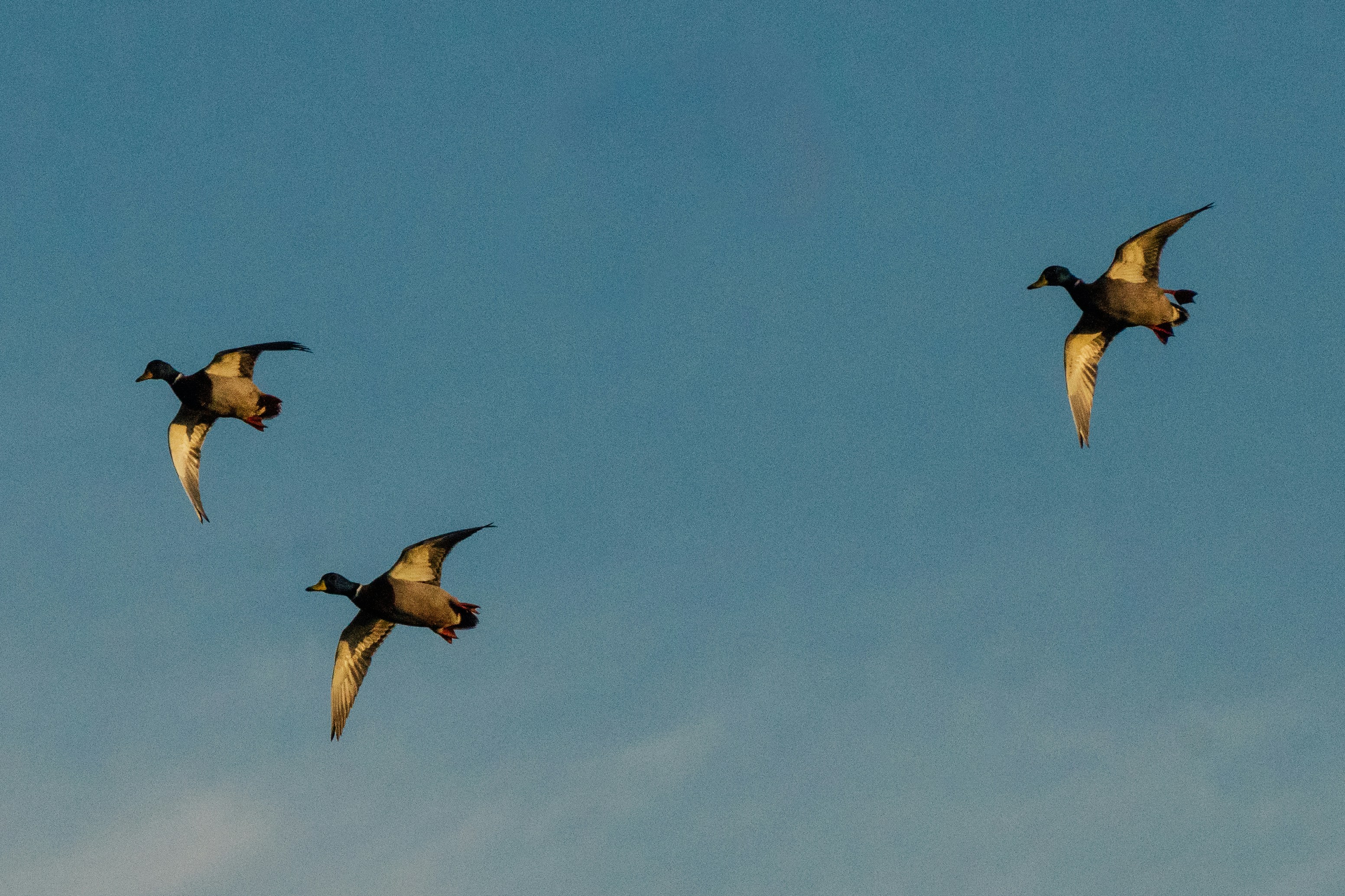 A group of birds fly through the air photo – Free Ouddorp Image on Unsplash