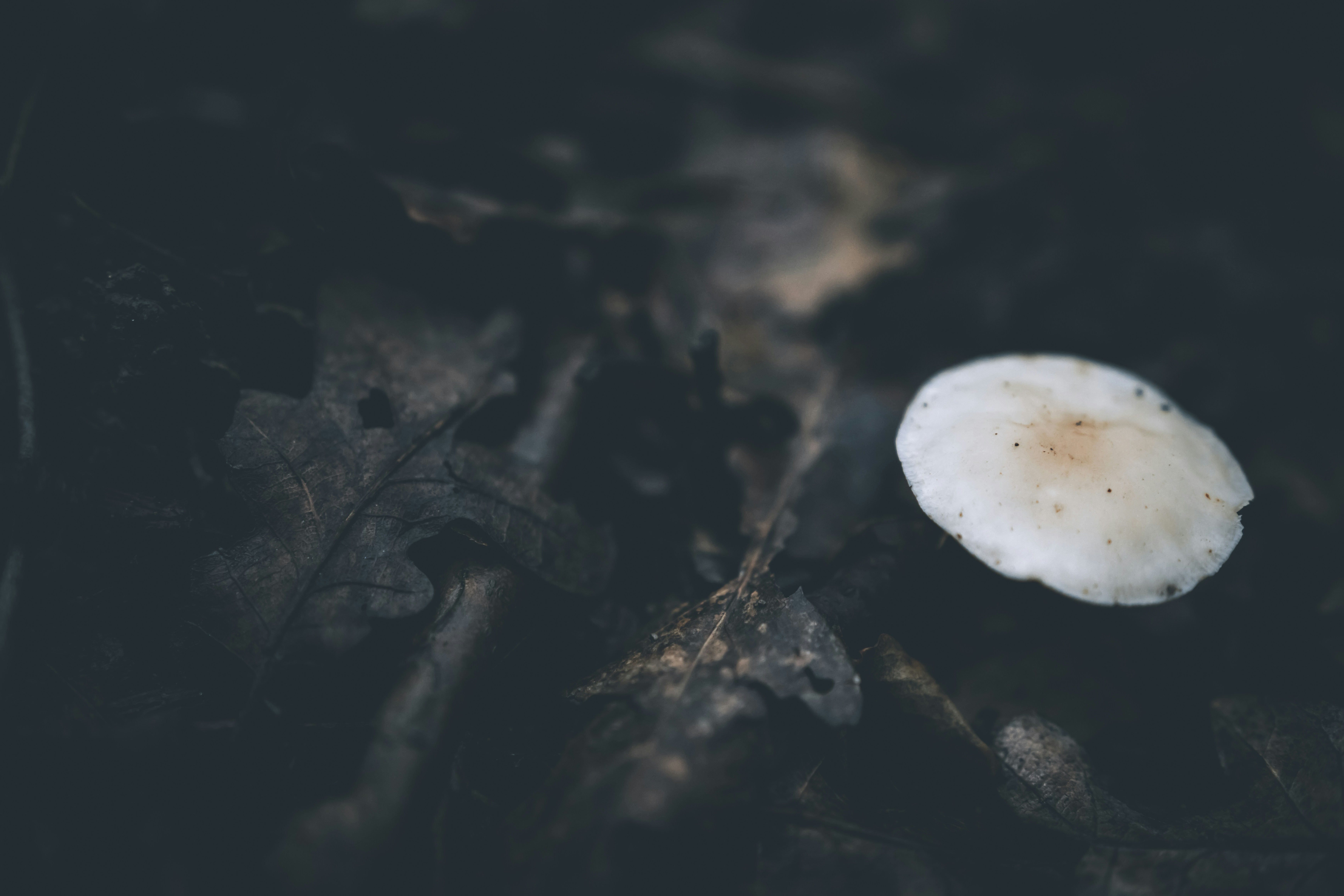 White Mushroom Beacon on a Shadowed Forest Floor