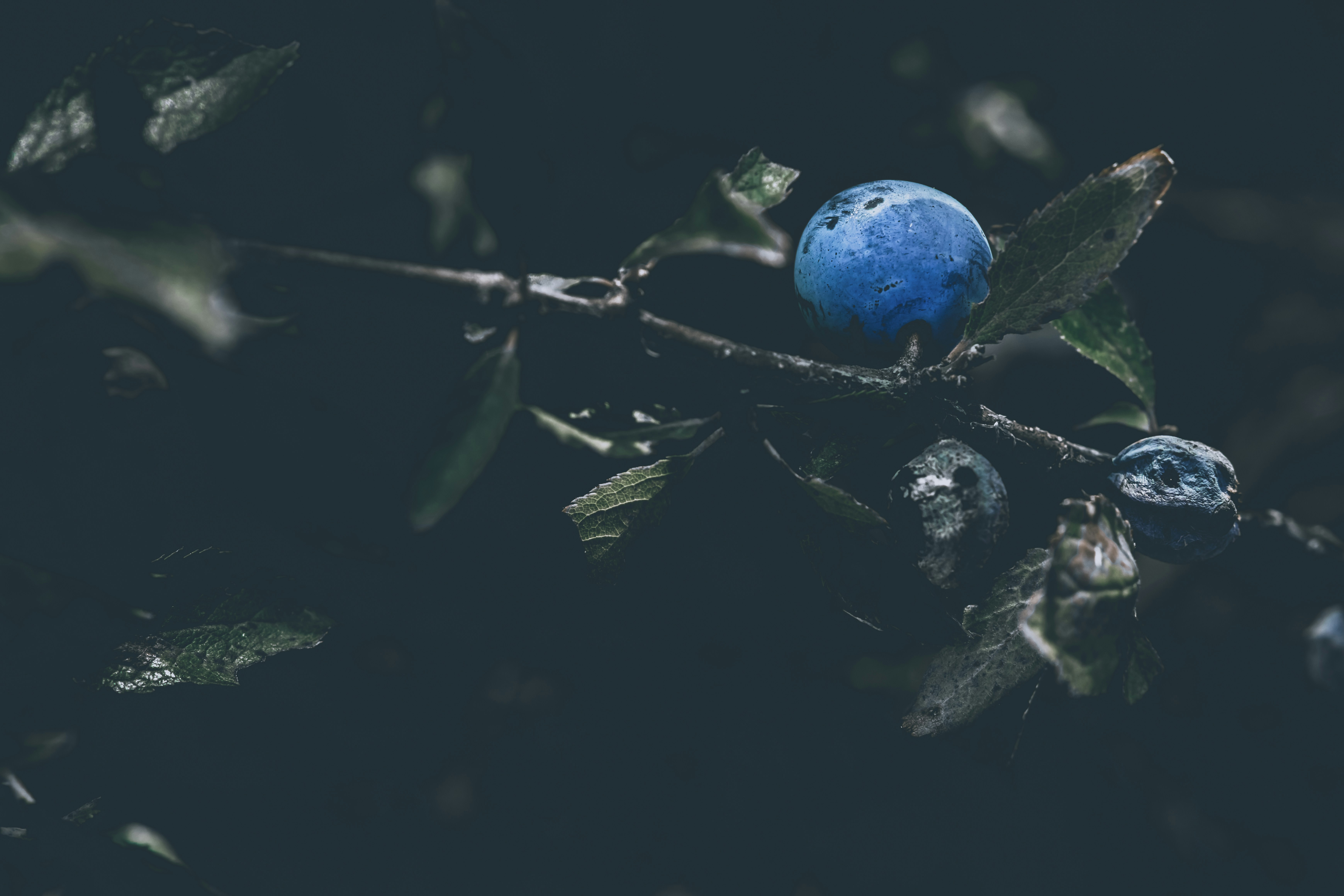 A blue berry on a branch photo – Free Serbia Image on Unsplash