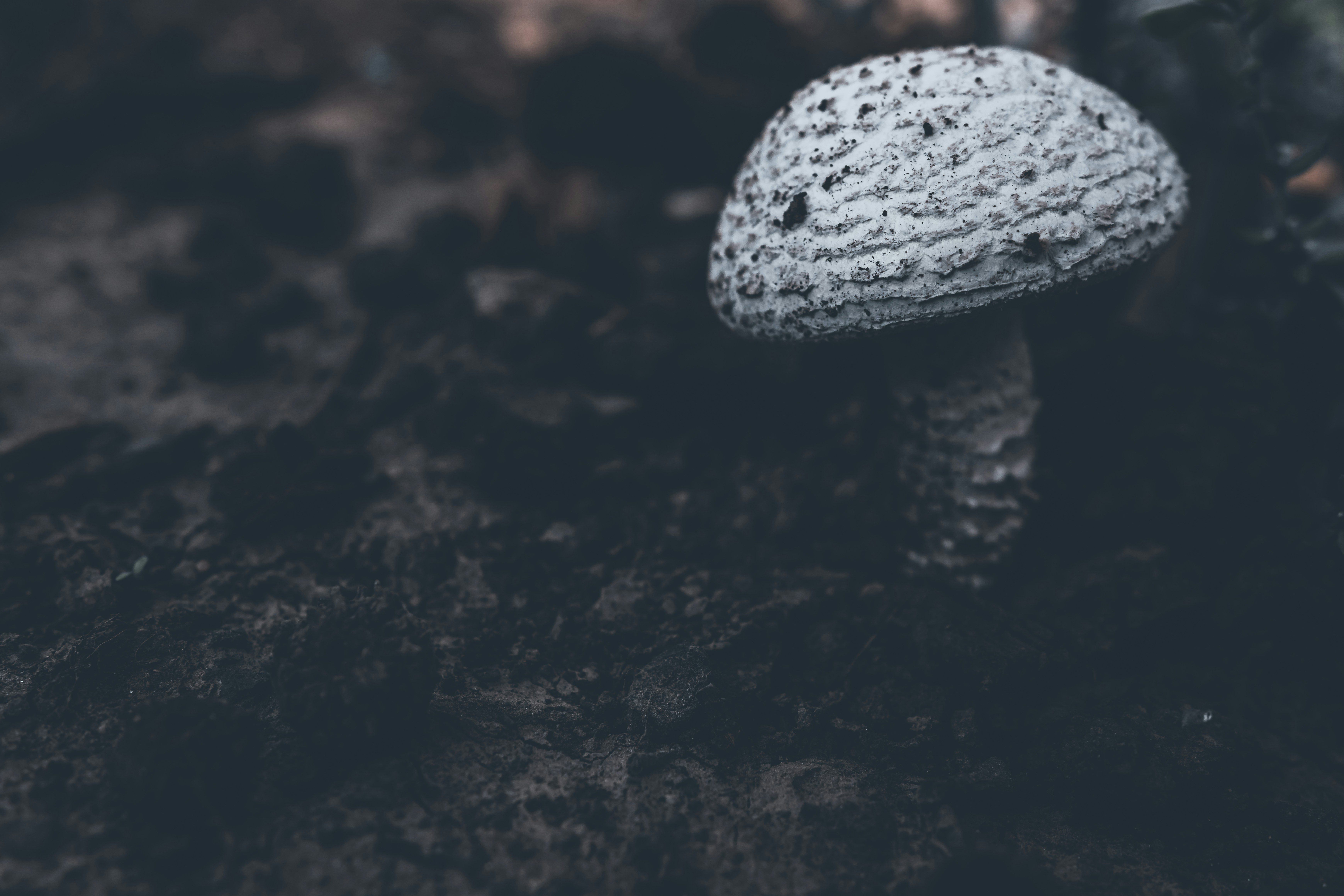 Diminutive Mushroom Emerges from Dim Forest Floor