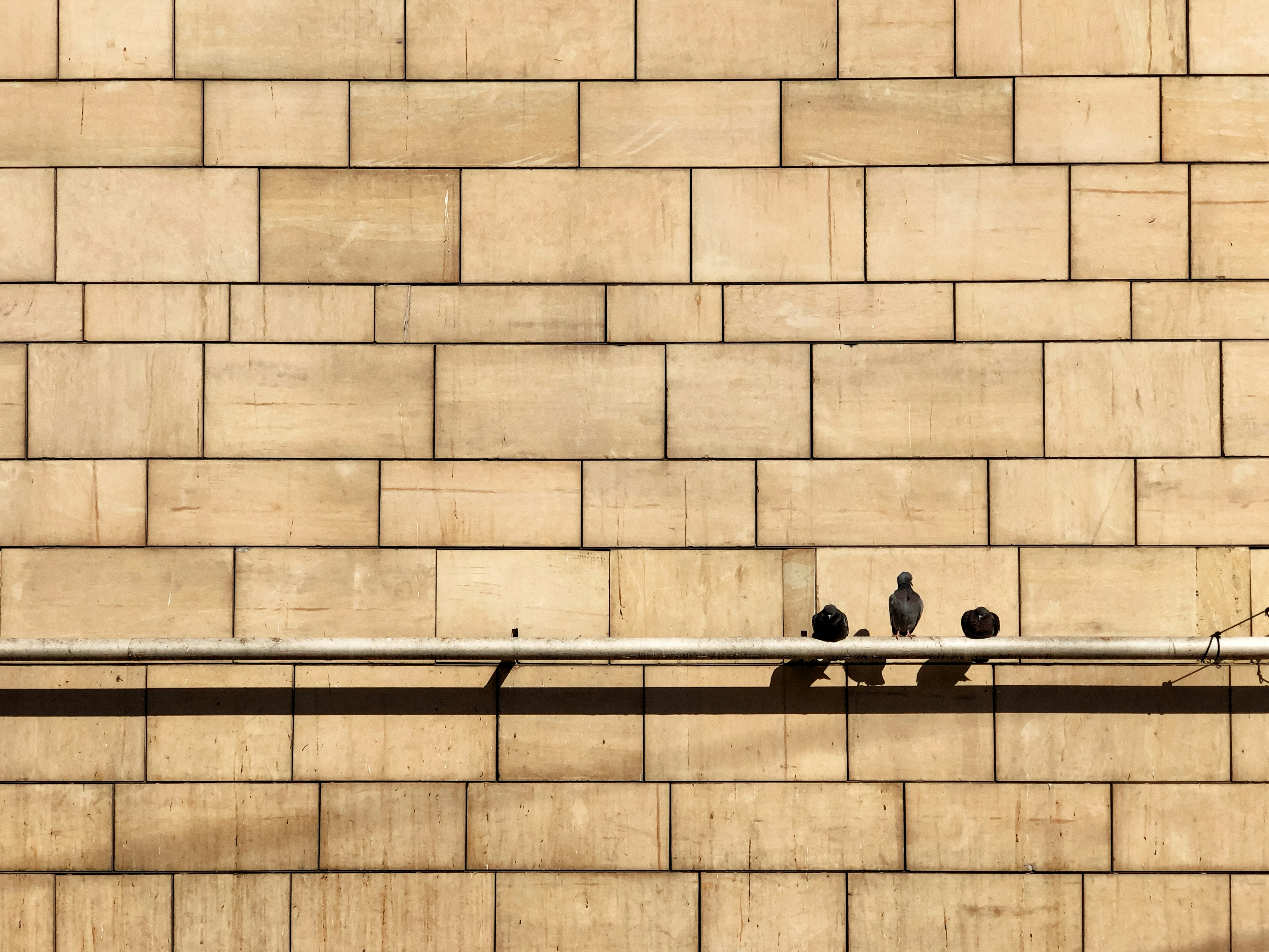 A group of birds on a ledge photo – Free Urban Image on Unsplash