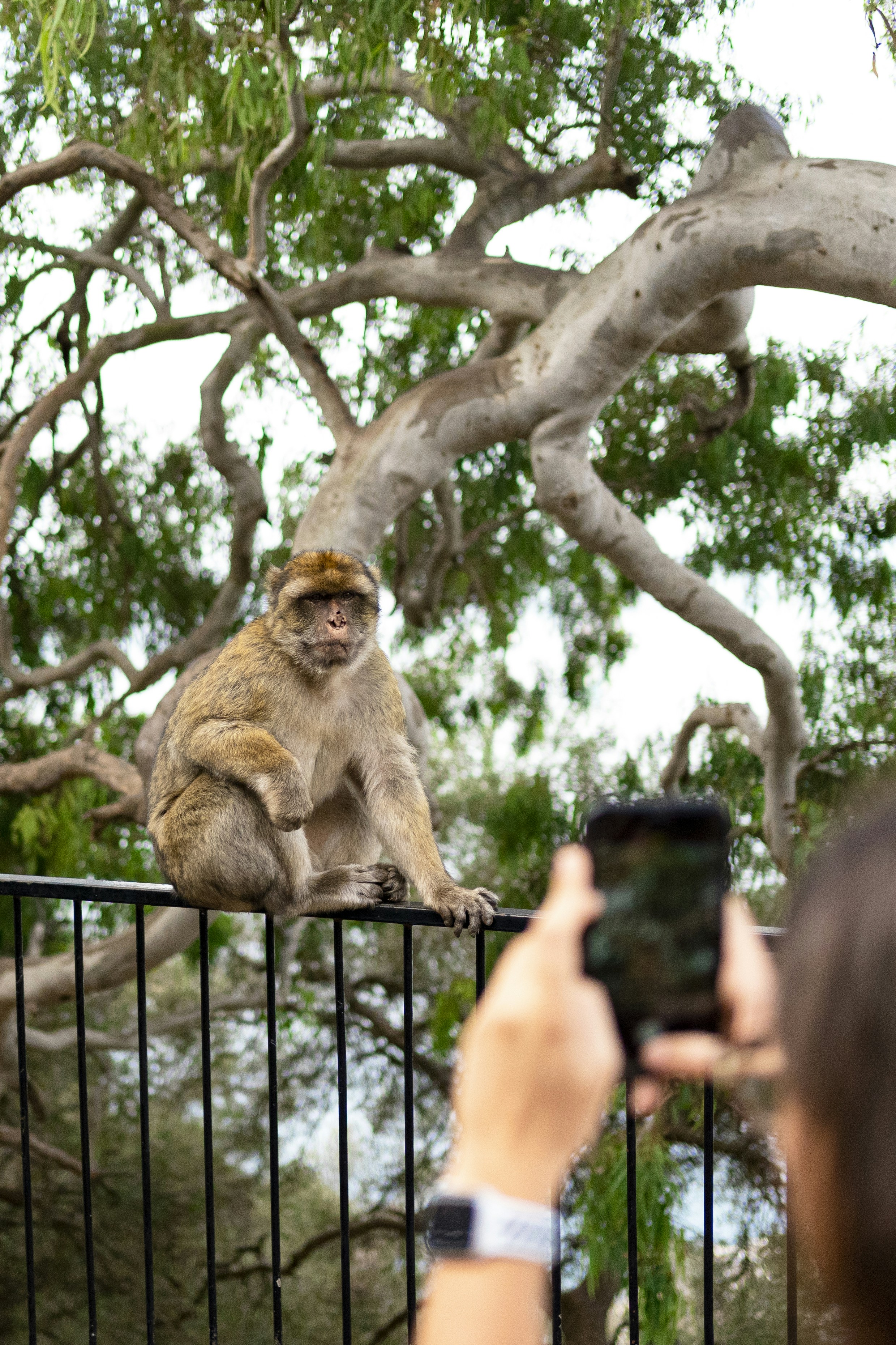 A Curious Monkey on the Rail: Portrait of a Primed Moment