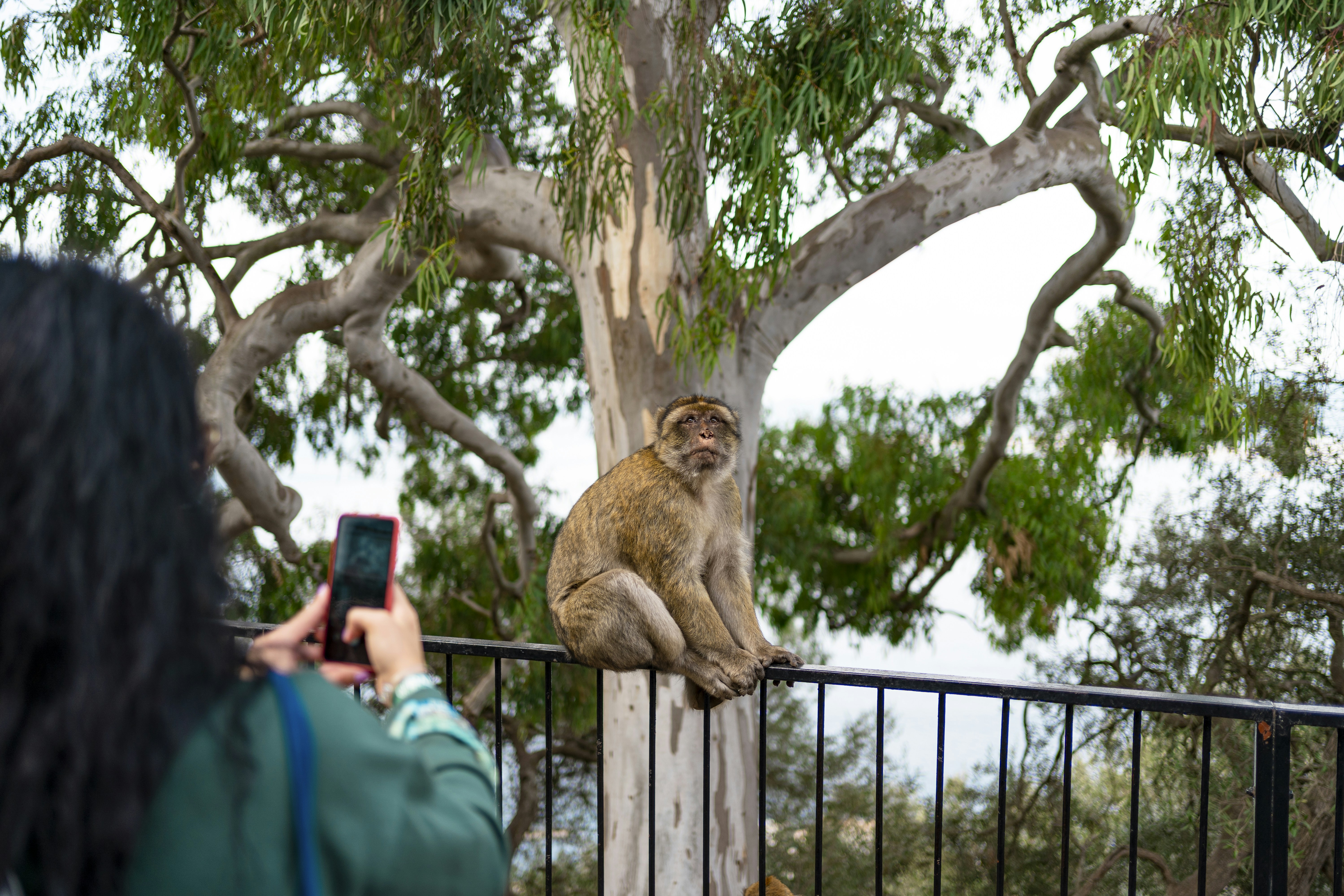 a monkey sitting on a fence