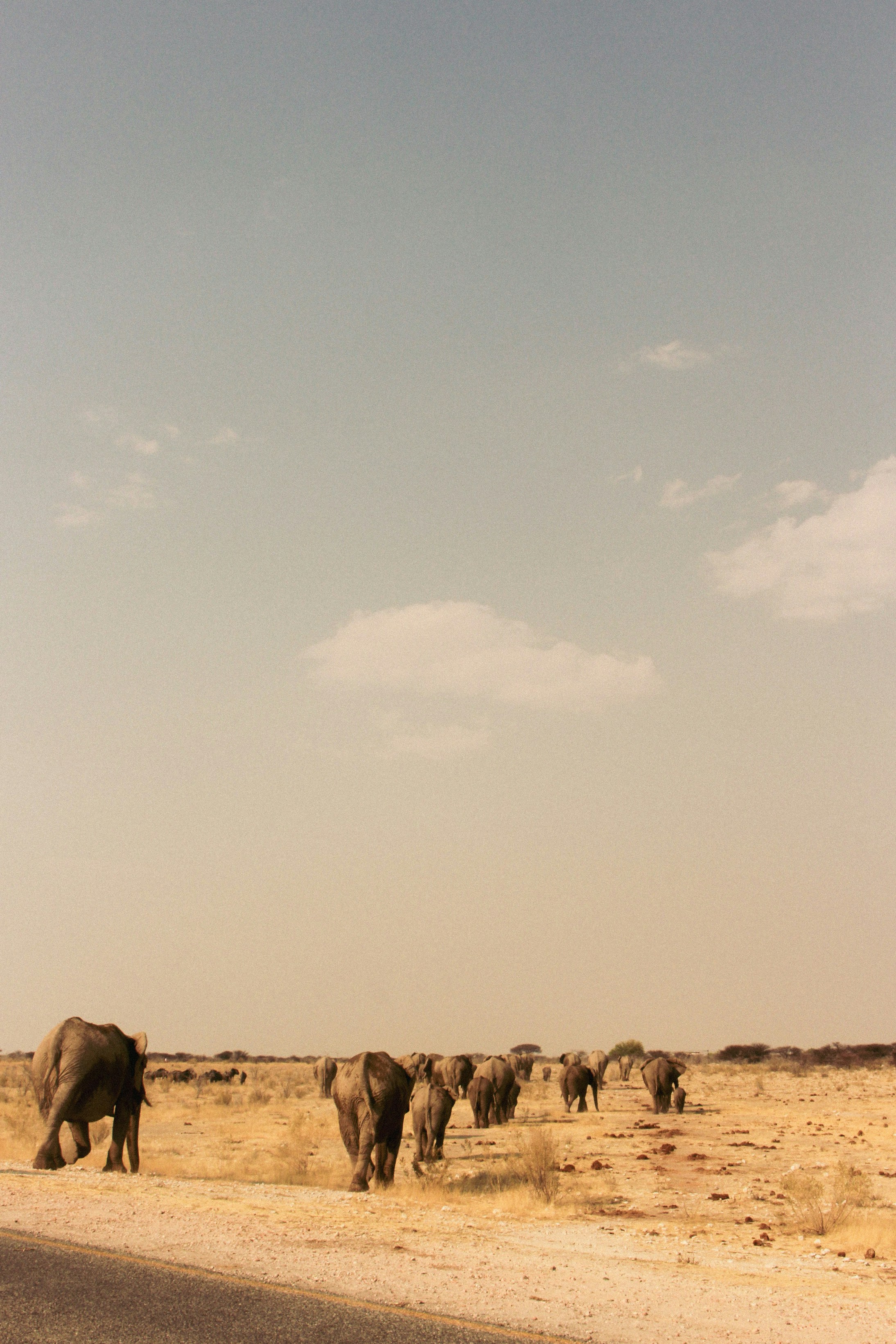 Herd Crossing: A Silhouette of Elephants on a Distant Plain