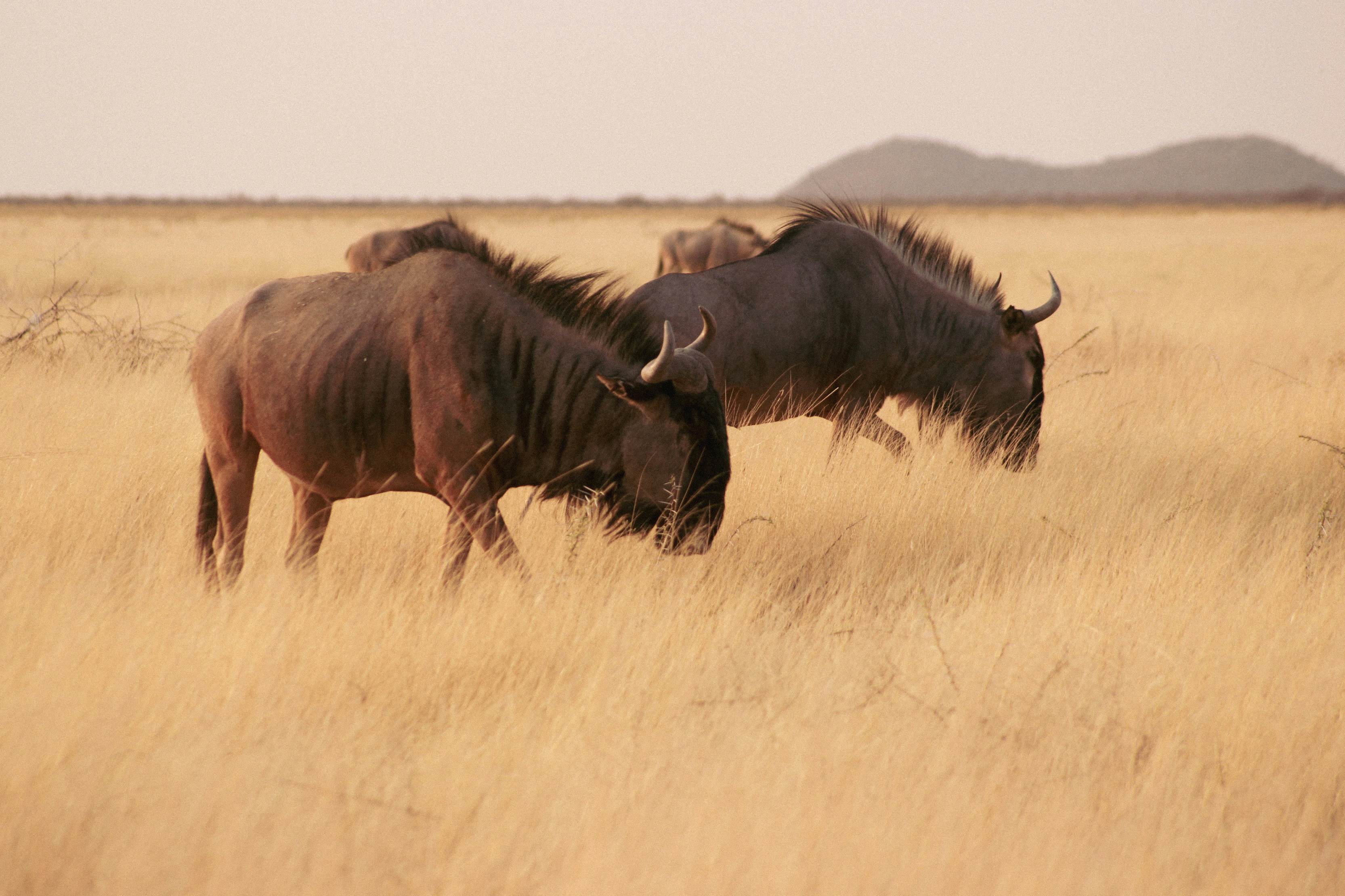 A group of buffalo in a field photo – Free Namibia Image on Unsplash