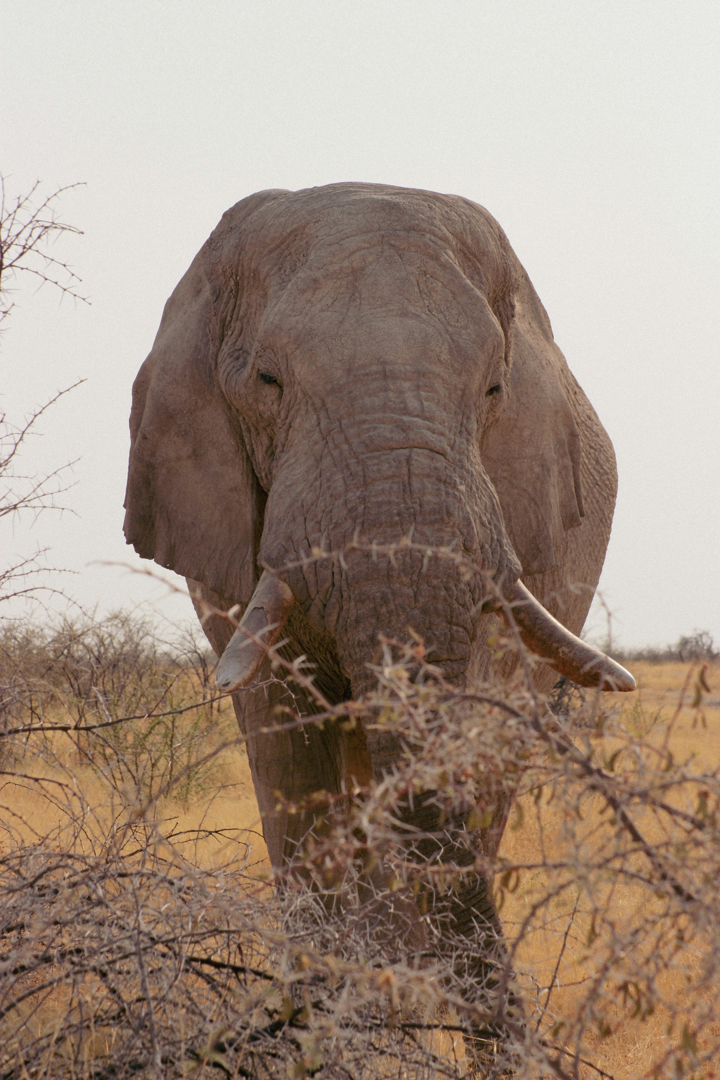 Un éléphant avec des défenses photo – Photo Les éléphants Gratuite sur ...
