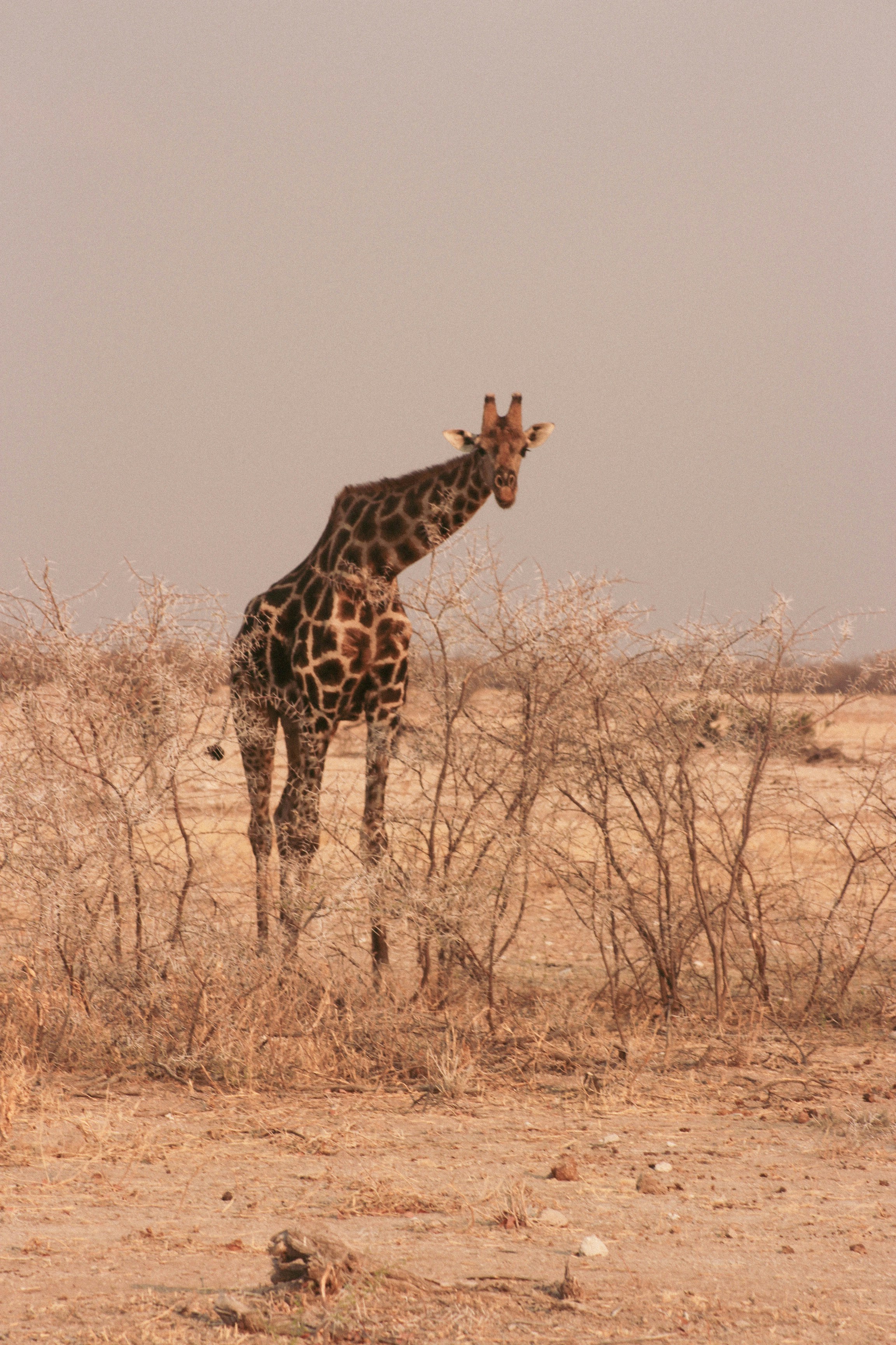 a giraffe standing in a field