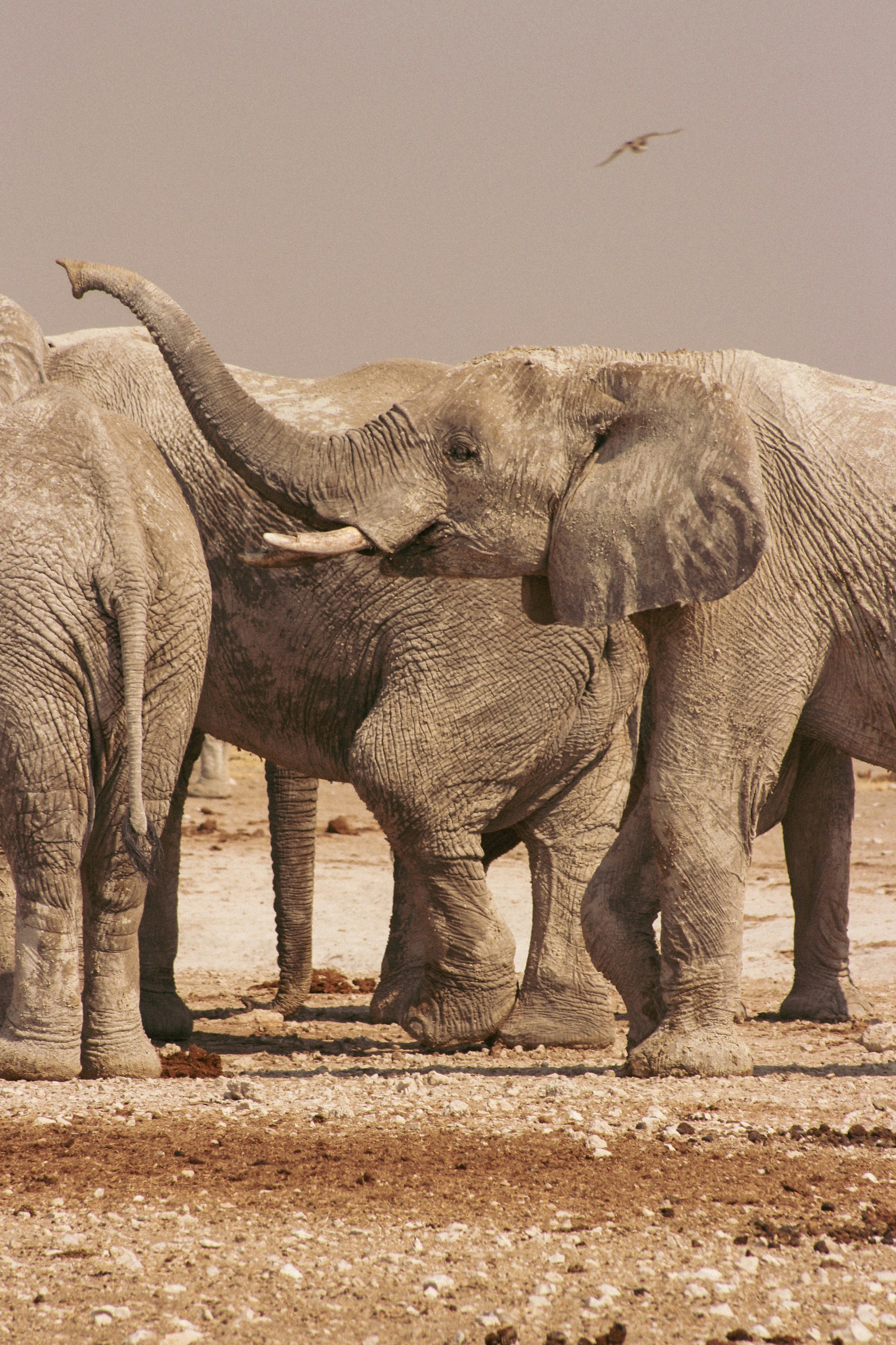 Trunk Lift in the Dust: A Calf Stands Out in the Elephant Herd