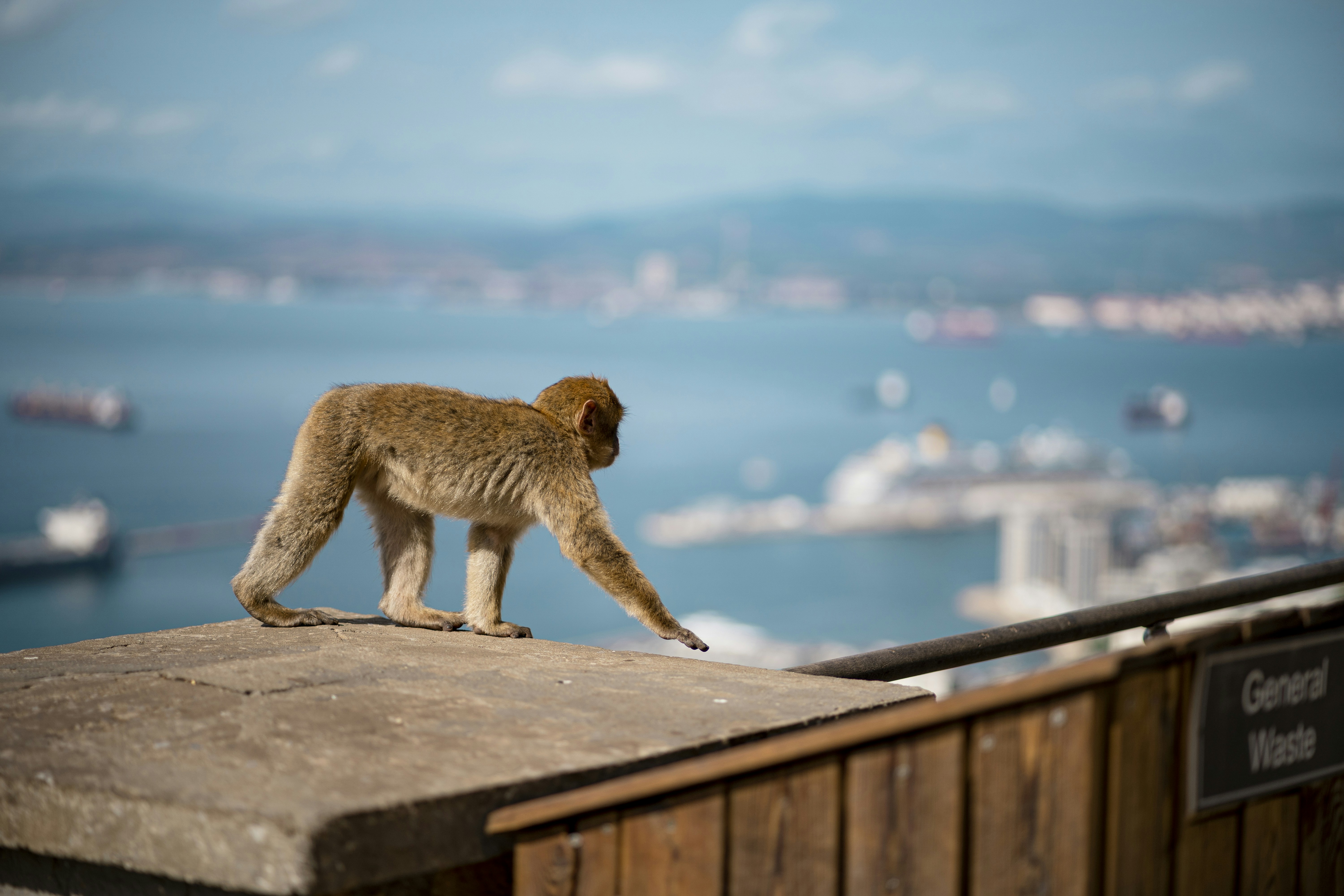 Rooftop Sentinel: A monkey surveys the harbor from a weathered ledge