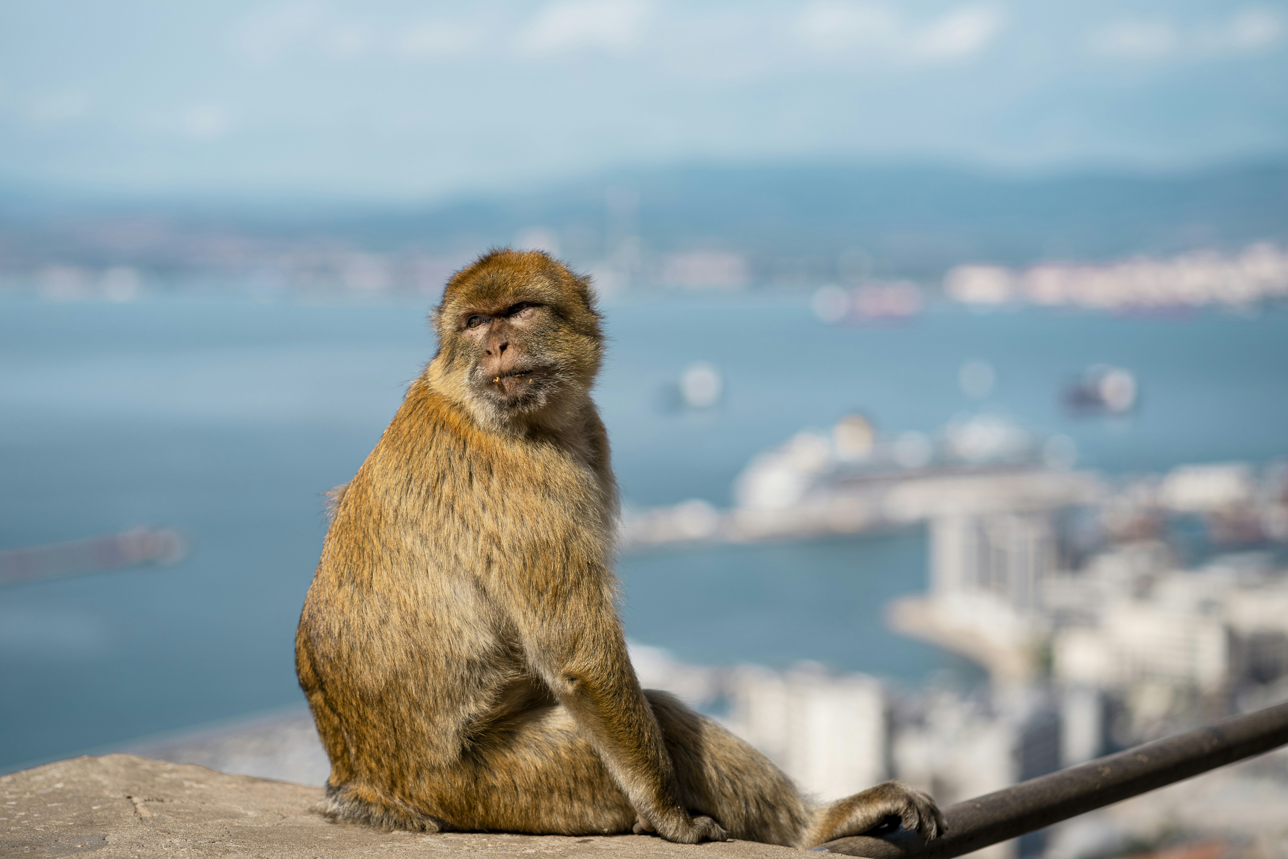 Harbor Lookout: Macaque perched above sunlit sea and skyline