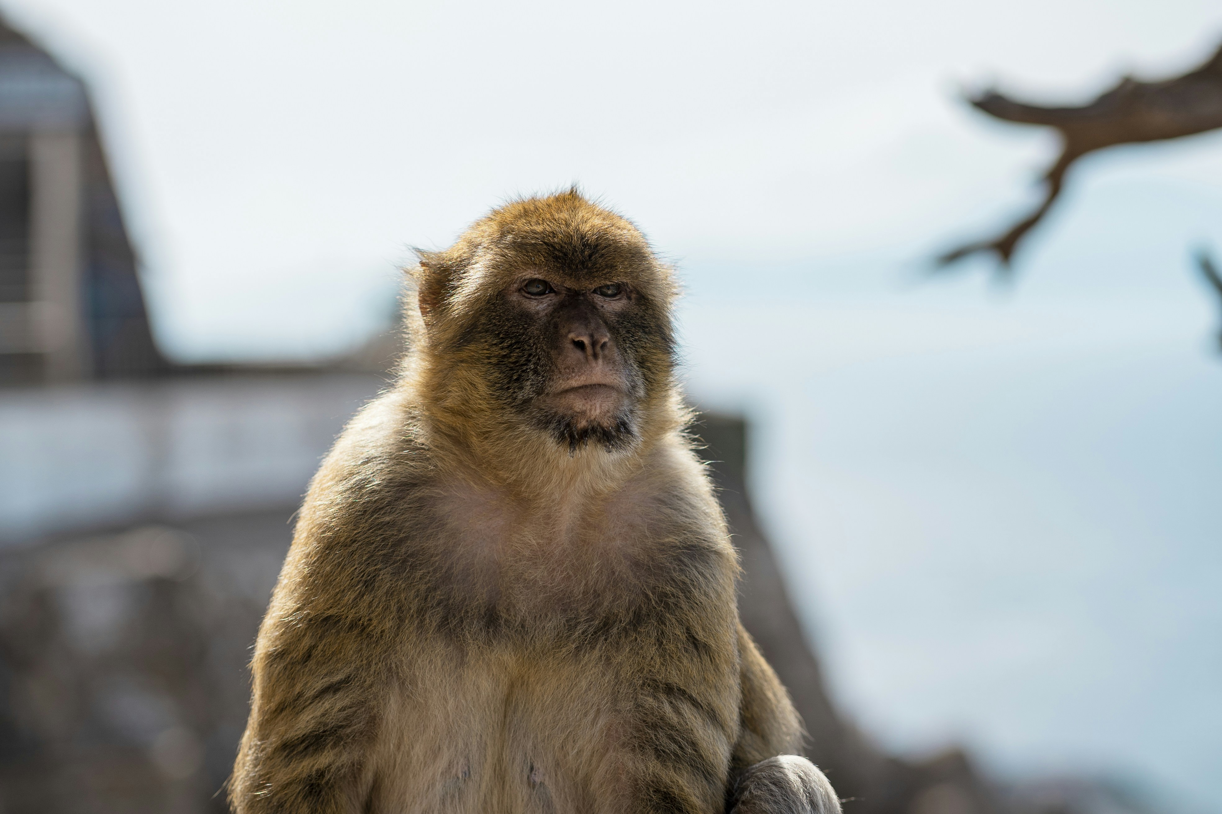 Foto Un mono mirando a la cámara – Imagen Mono gratis en Unsplash