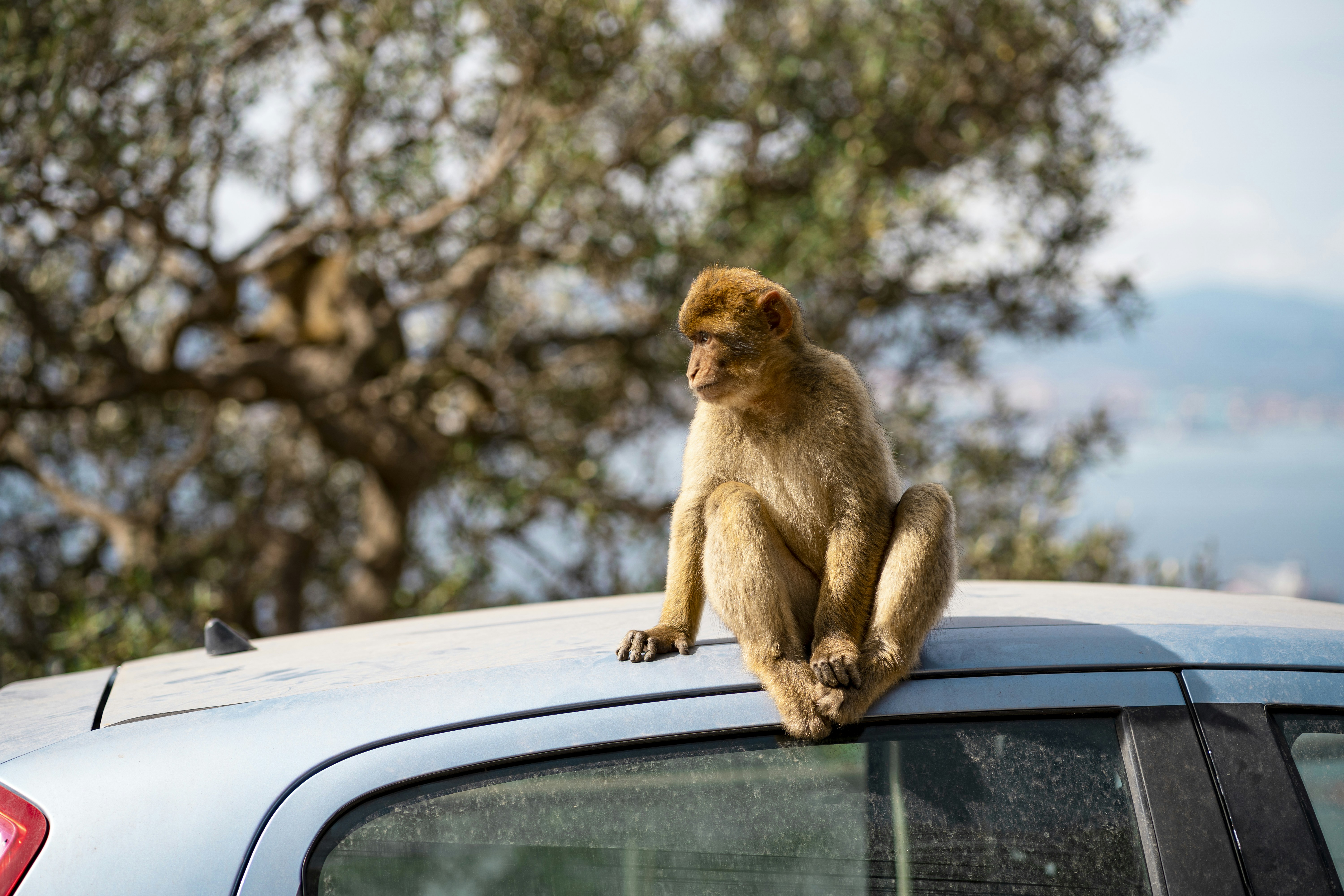 A monkey sitting on a car photo – Free Monkey Image on Unsplash