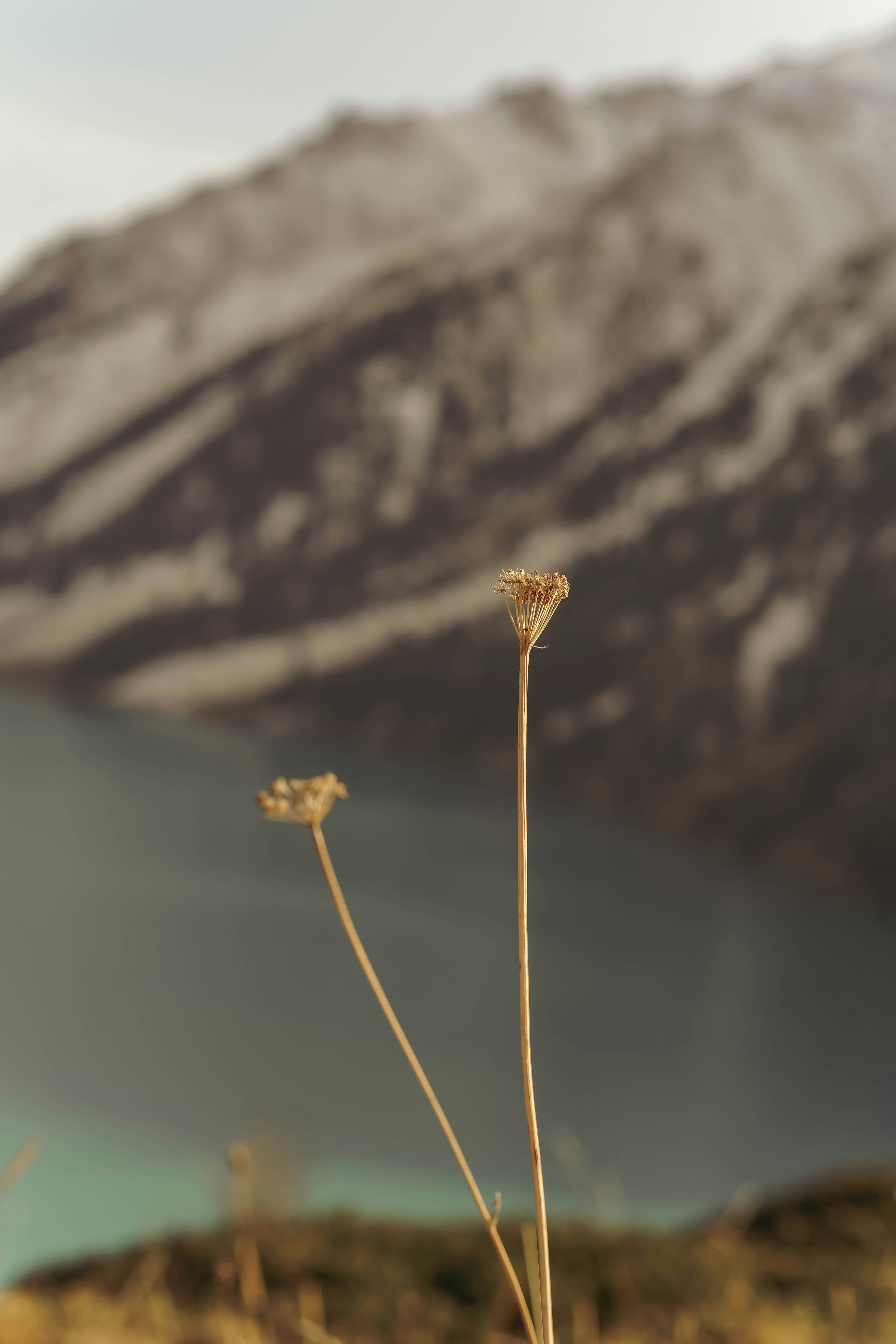 Lonely seedhead in a hazy alpine lakescape