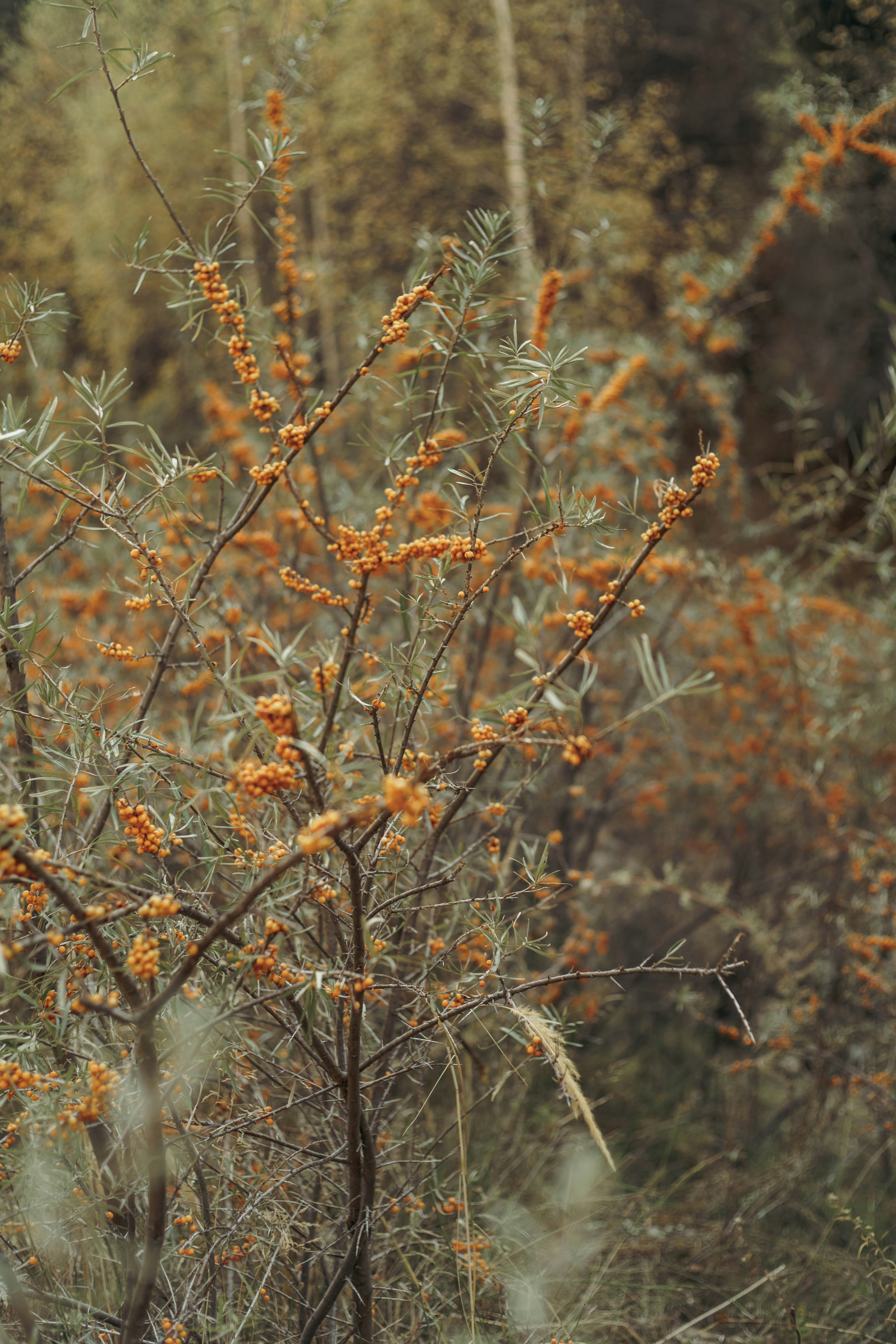 Amber Berries Amid Thorny Branches in Soft Autumn Light