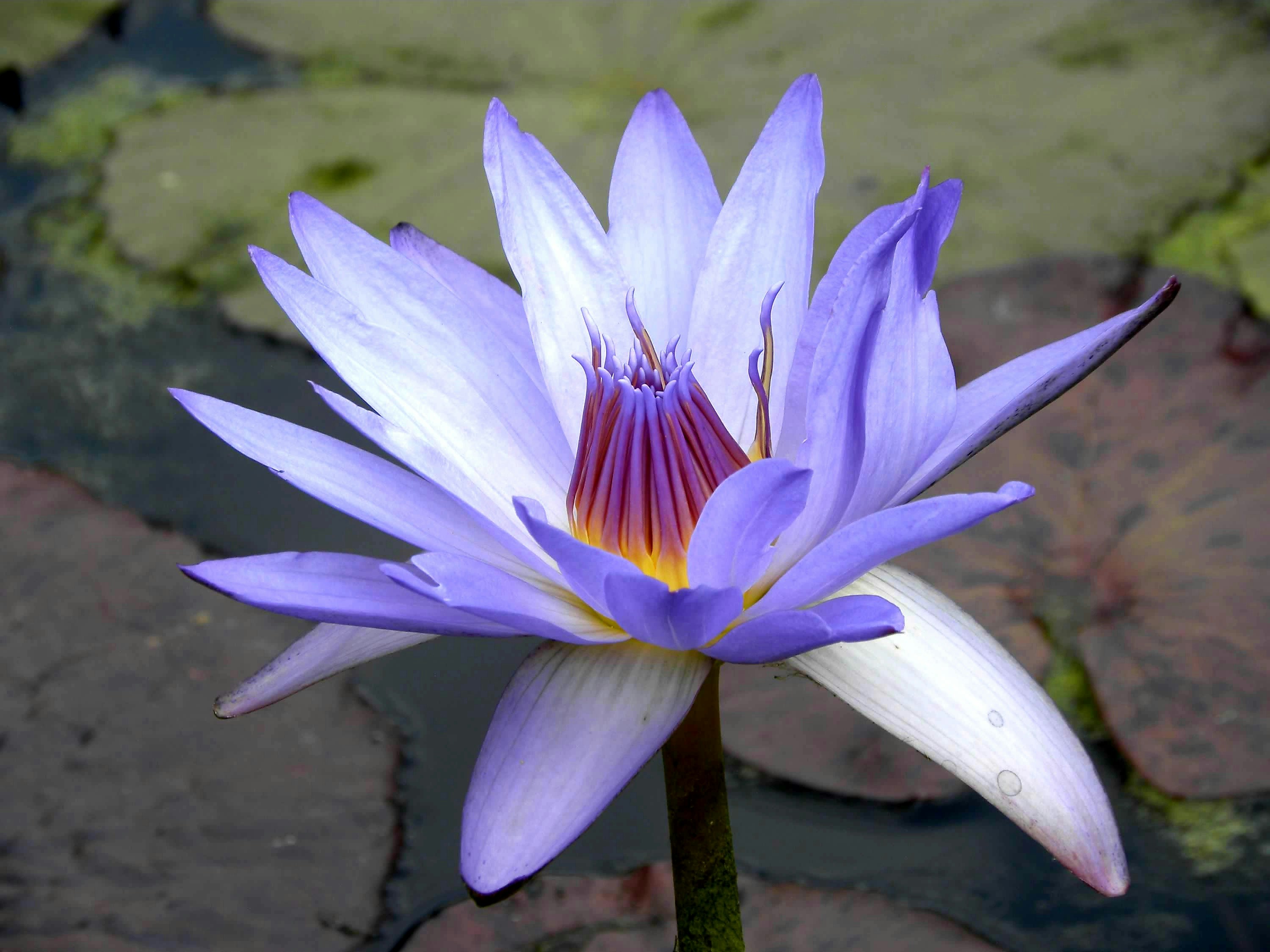 A vibrant water lily with delicate purple petals and a striking yellow center, rising gracefully above the water's surface amidst lily pads.