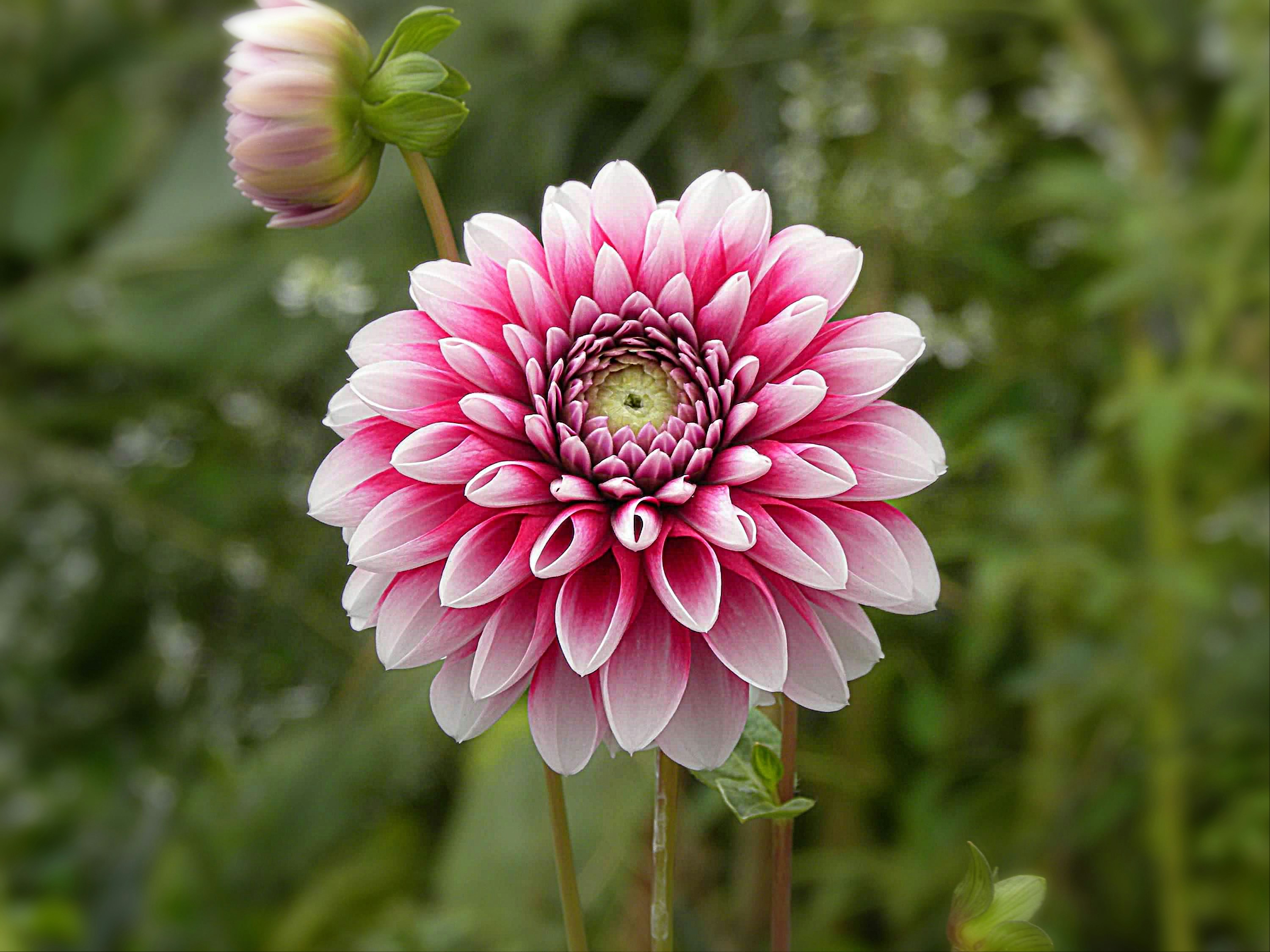 Best Flower Blooming Pictures [HD] | Download Free Images on Unsplash