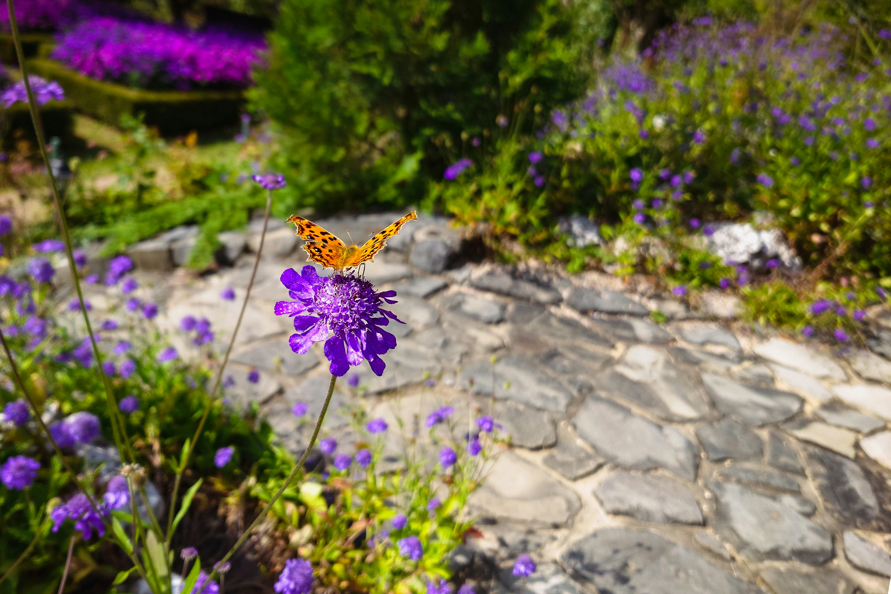 Close-up photograph of an orange butterfly perched on a purple bloom beside a sunlit stone garden path.