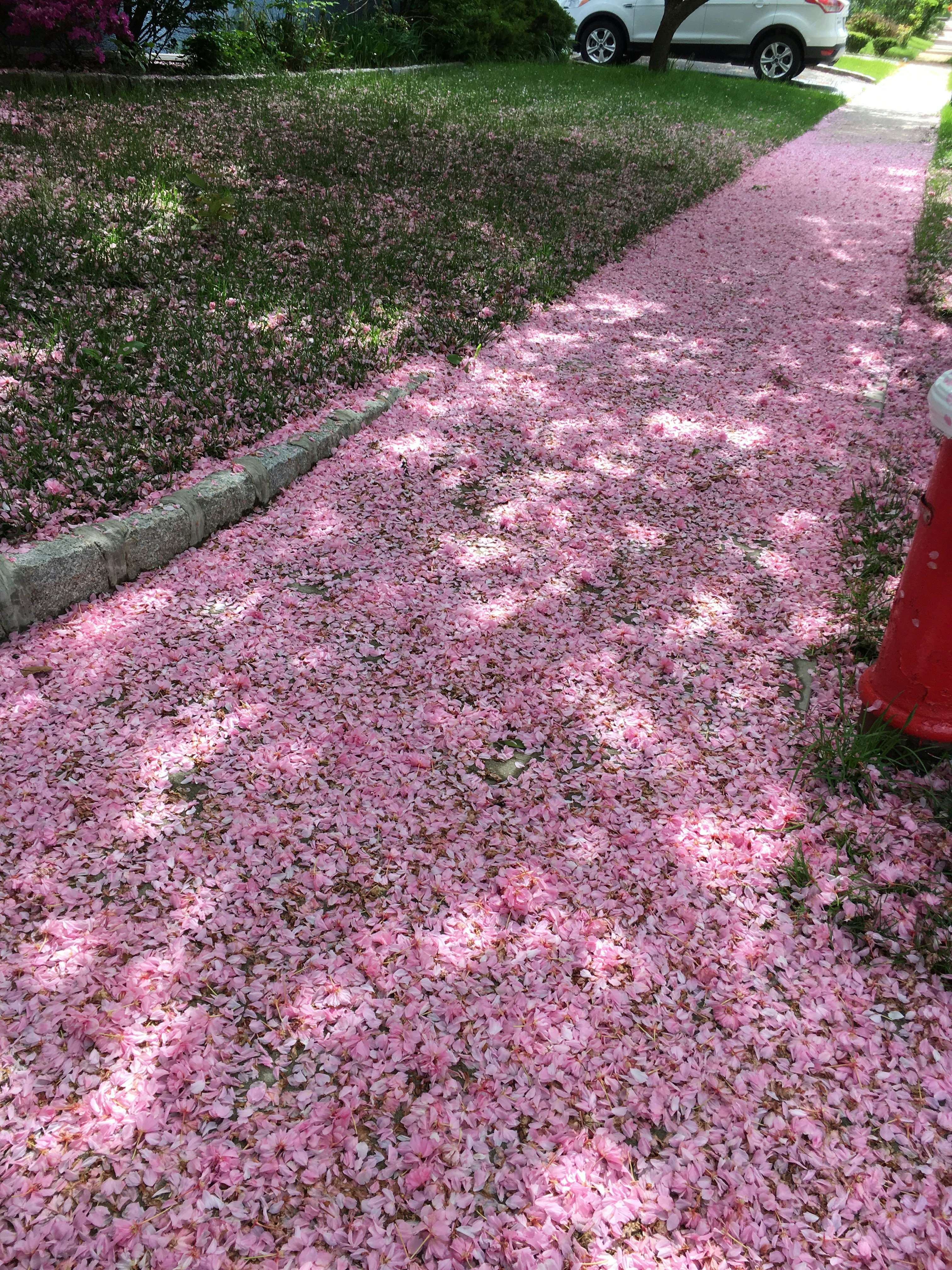 Petal Carpet Path: A sunlit pink sidewalk toward a quiet curb