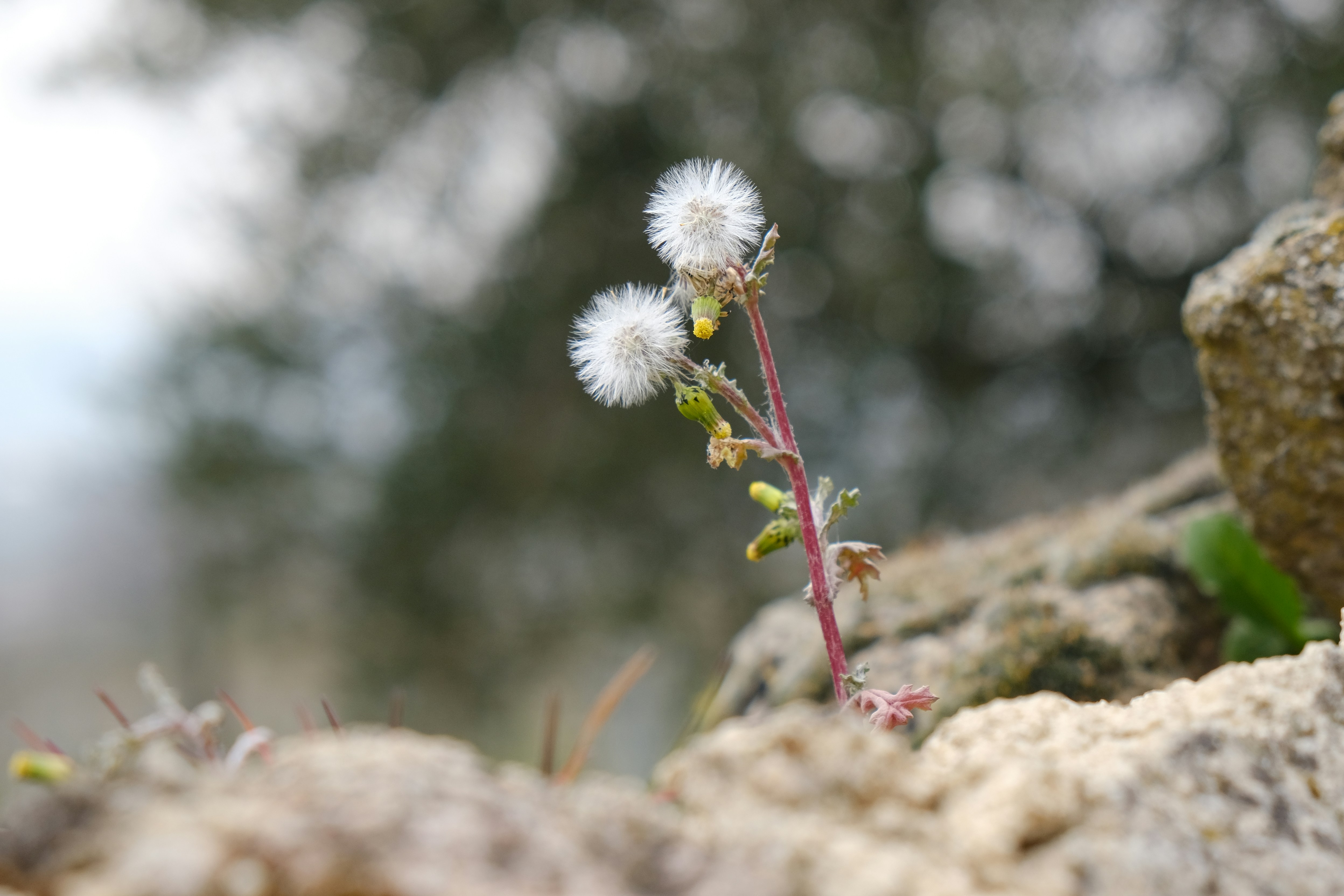 Dandelion Sentinel on Weathered Stone: a fragile seedhead against rugged backdrop