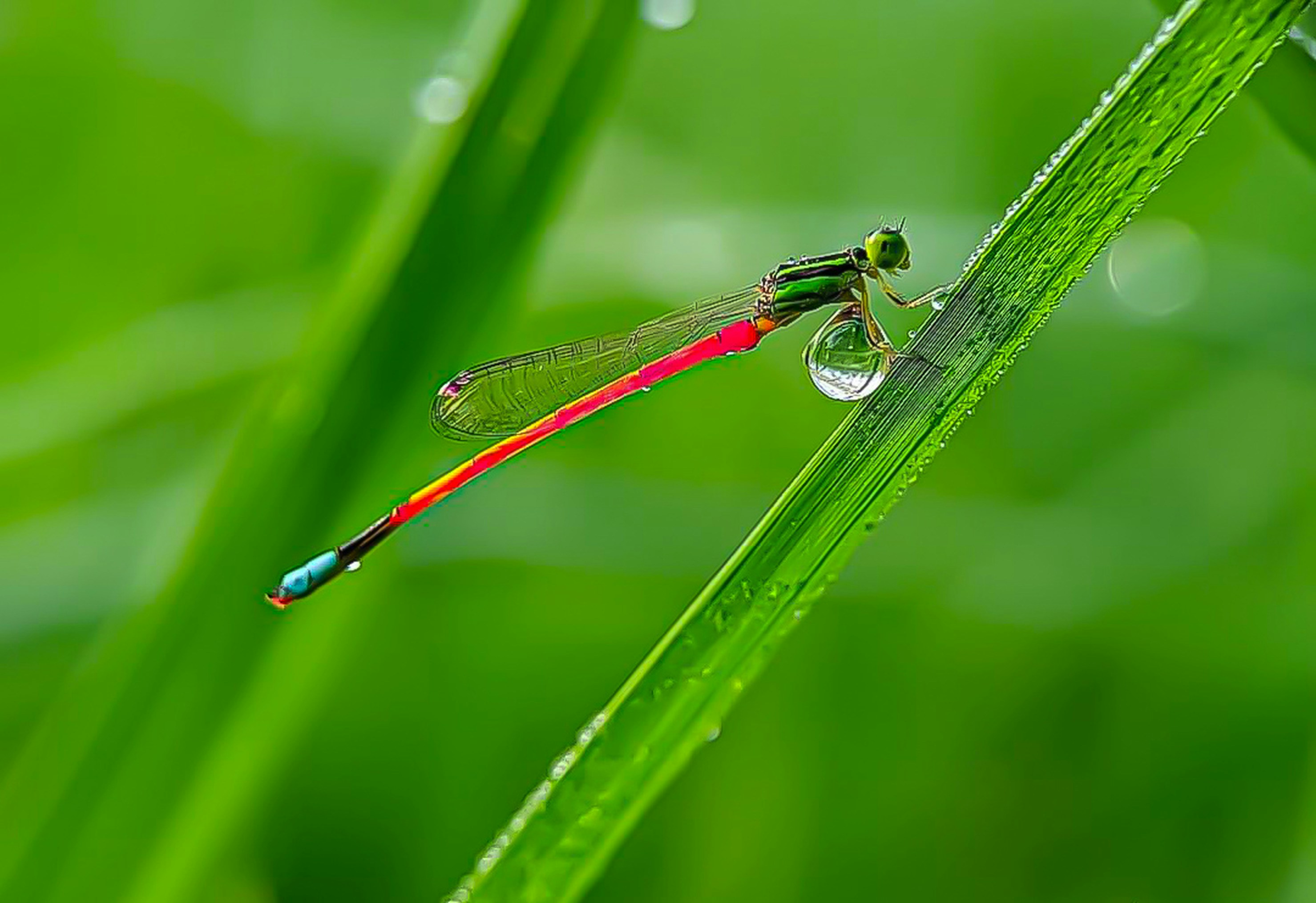 Une libellule sur une feuille photo – Photo Libellule Gratuite sur Unsplash