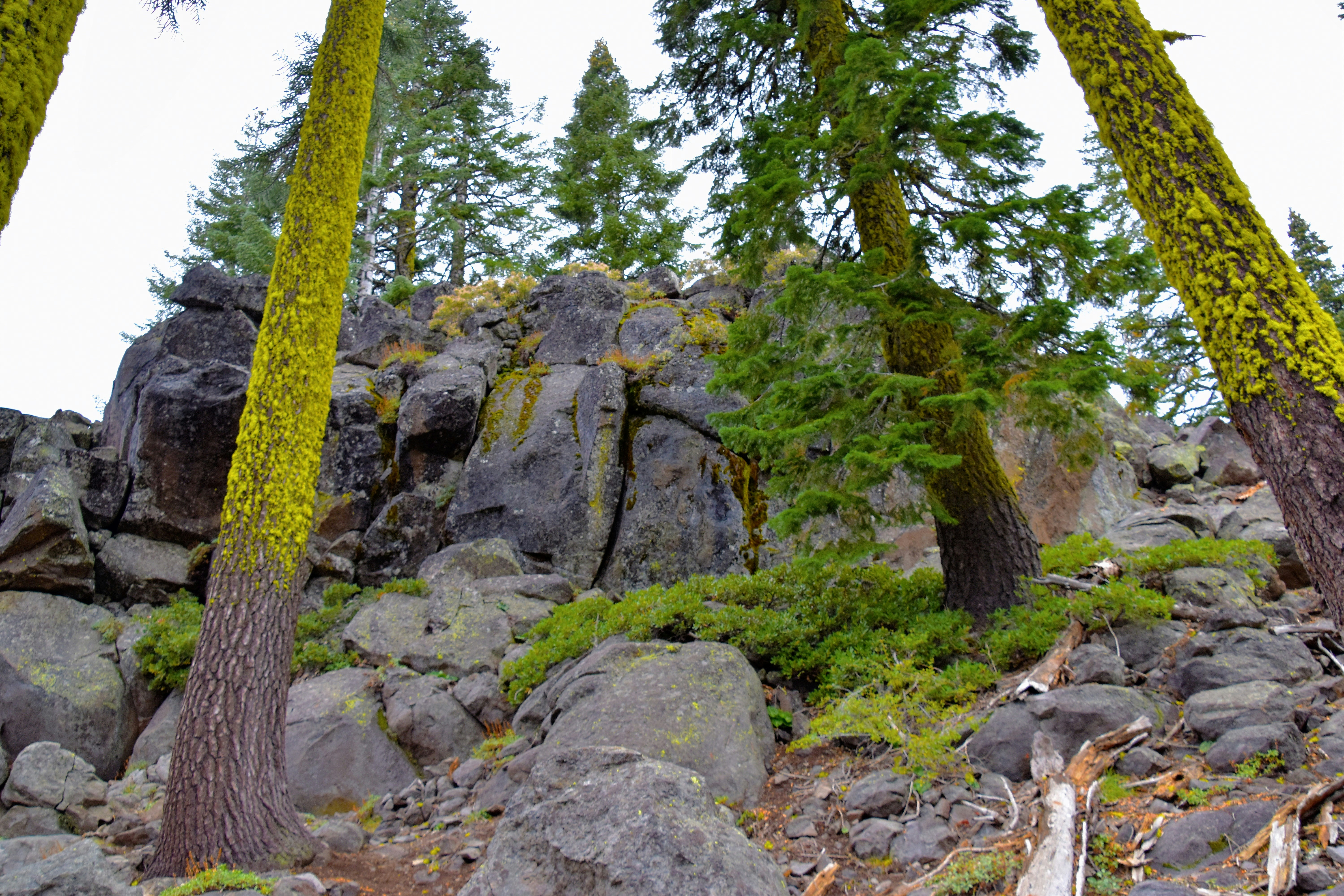 A rocky area with trees photo – Free Mount shasta Image on Unsplash