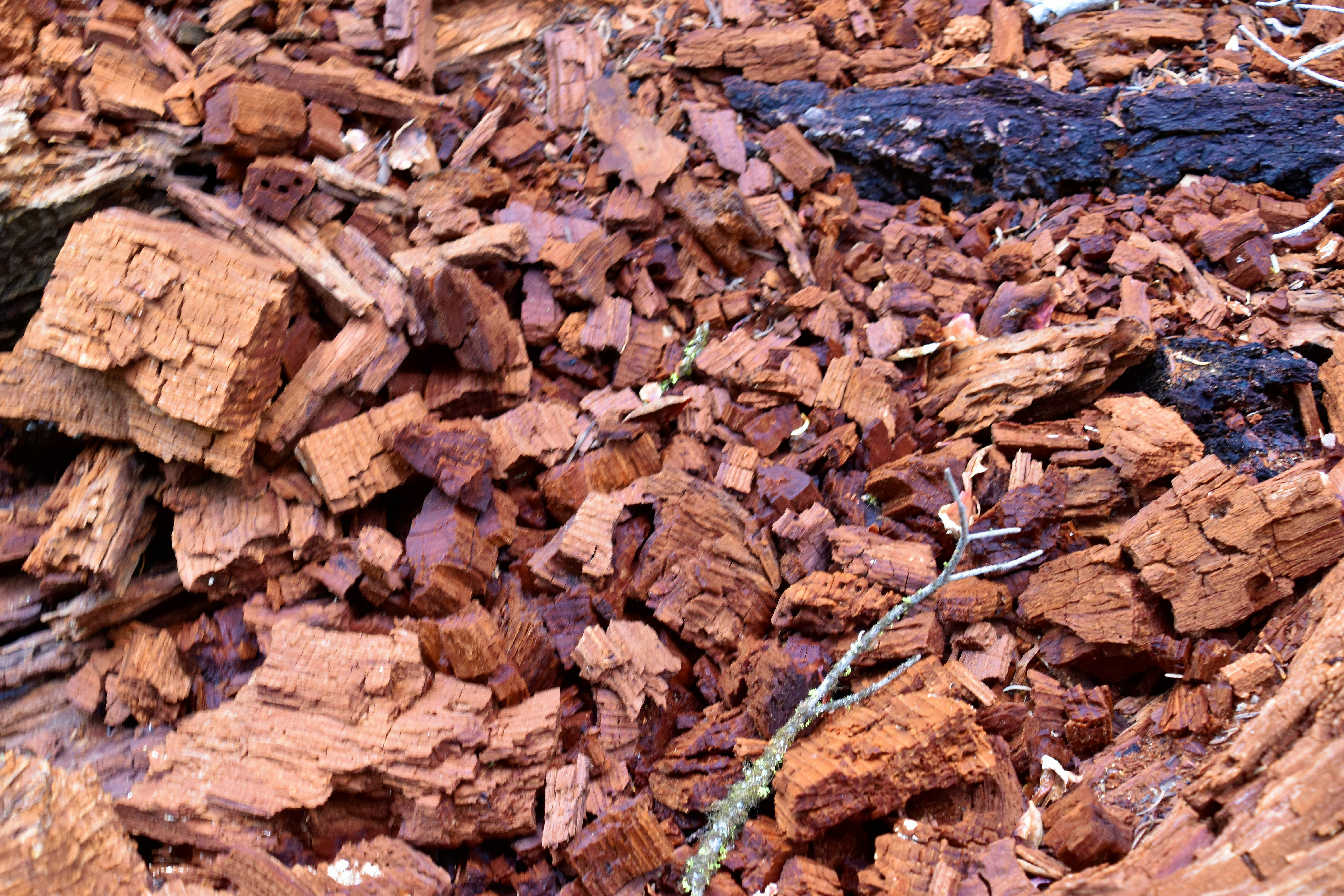 Chipped Cedar Cascade: A Bed of Crumbled Bark